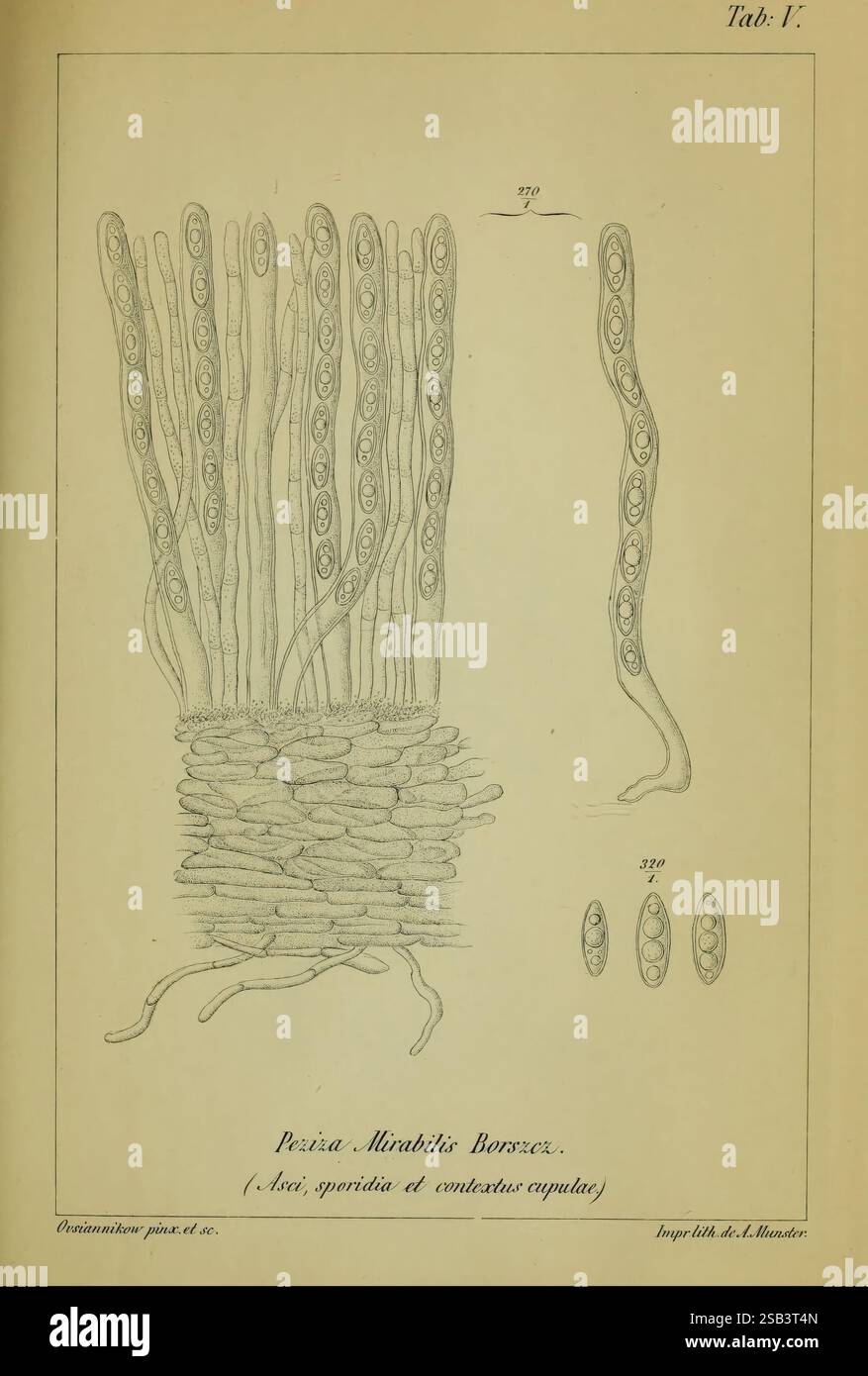 Showcasing numerous elongated filaments hi-res stock photography and ...