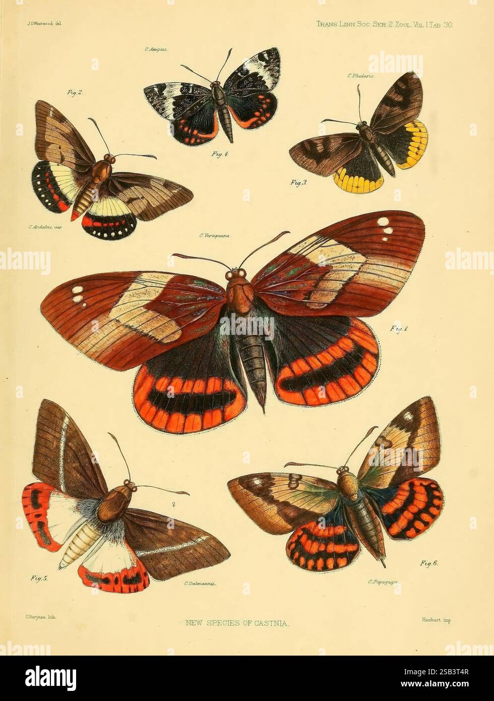 Lepidopterorum Brasiliae species novae iconibus illustratae. [Vienna ...