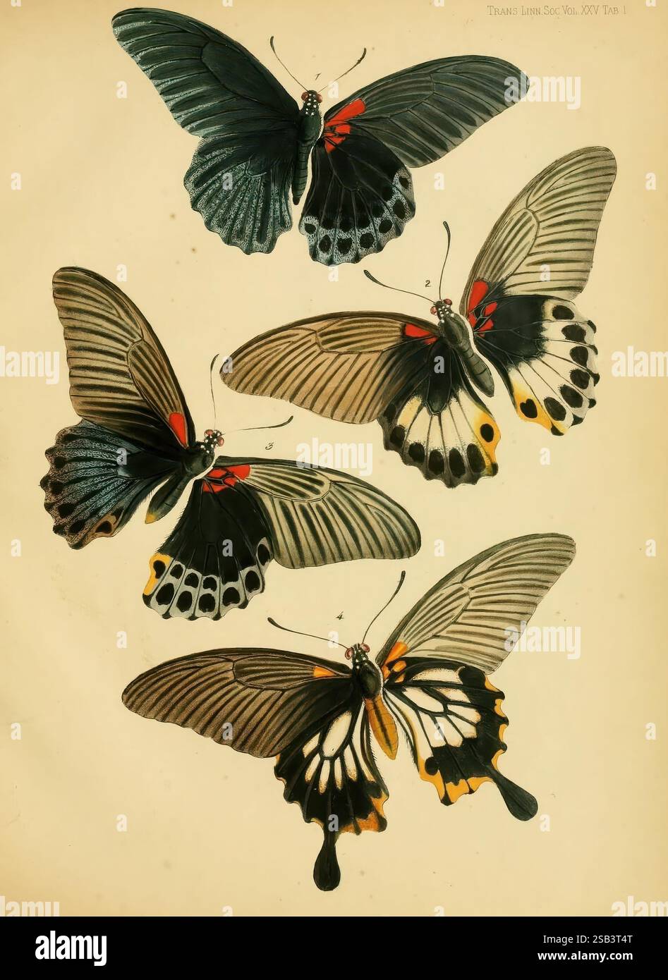 Top left butterfly displays hi-res stock photography and images - Alamy