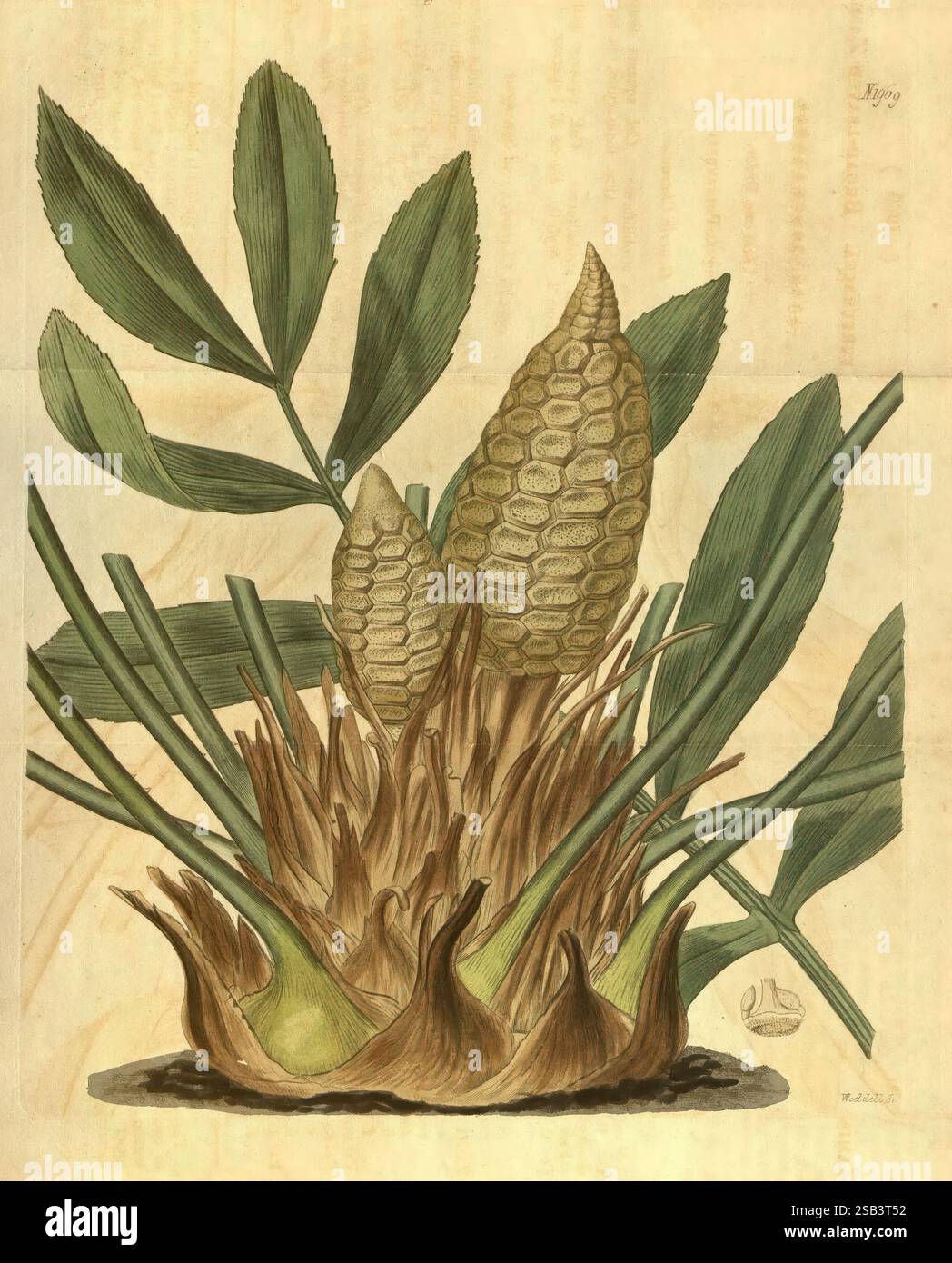 Resembles scales hi-res stock photography and images - Alamy