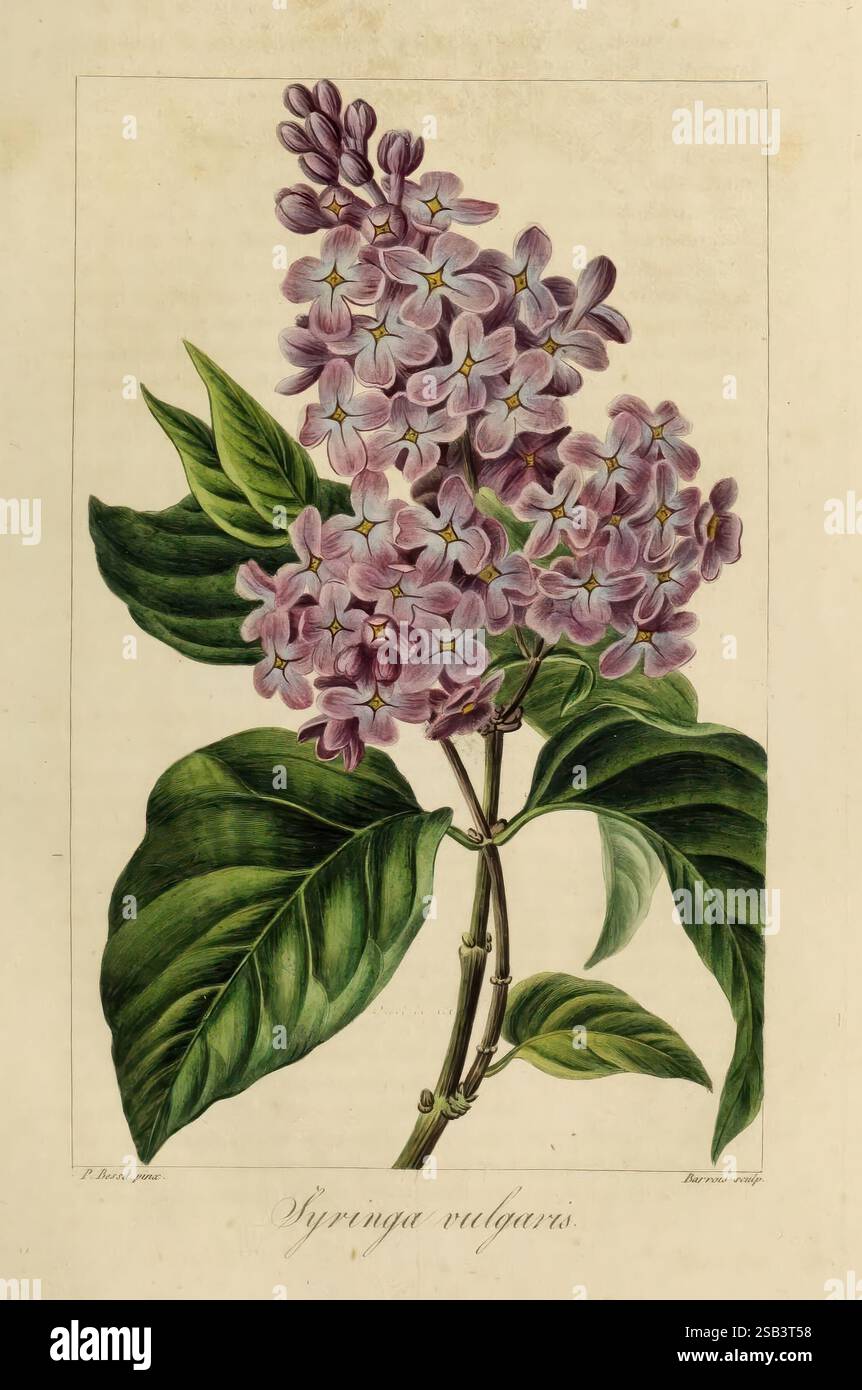 Stems leaves syringa vulgaris common hi-res stock photography and ...