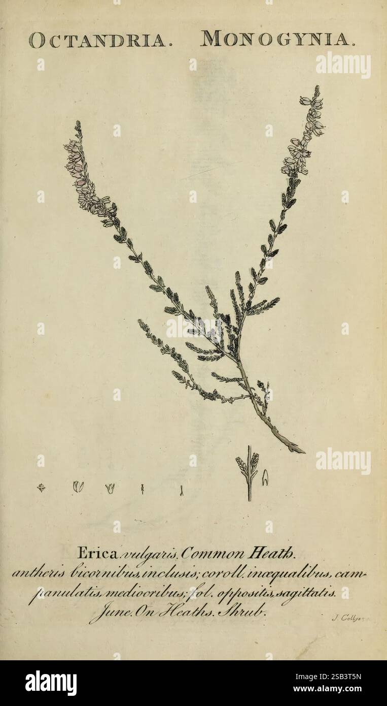 Species erica vulgaris hi-res stock photography and images - Alamy