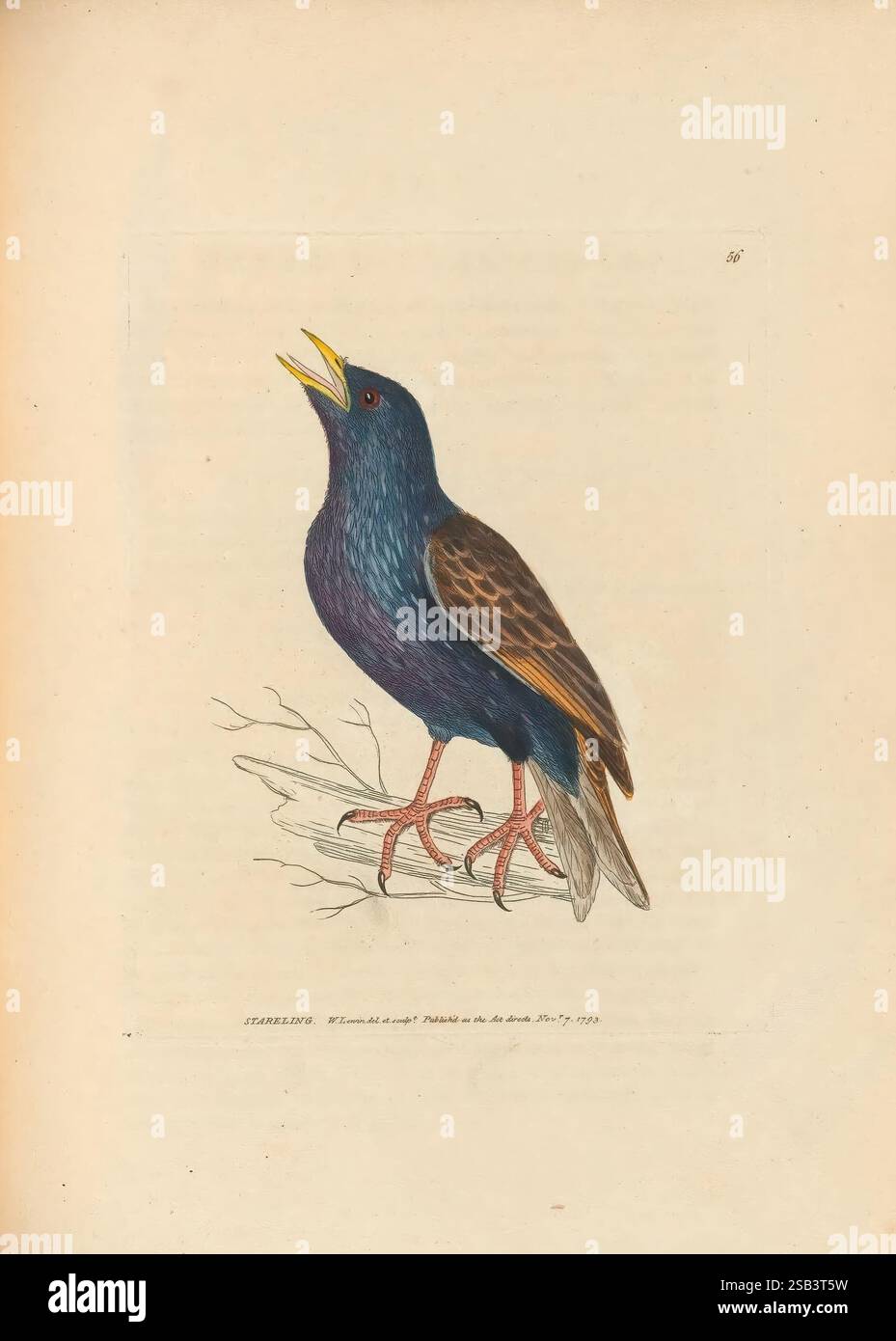 Dynamic avian presence hi-res stock photography and images - Alamy