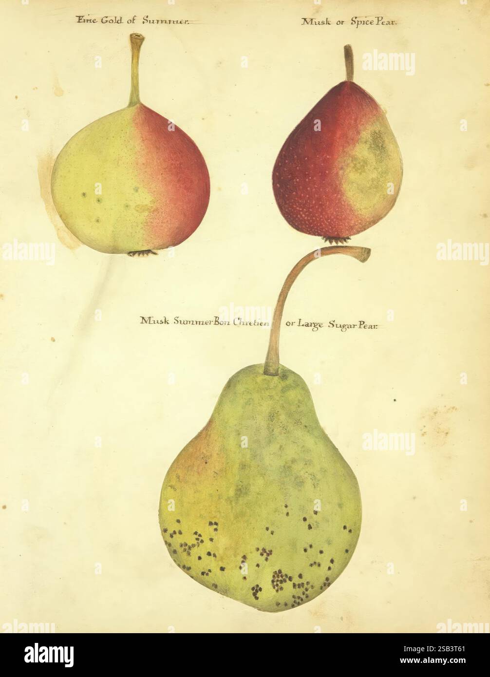 Illustration features three distinct pear varieties hi-res stock ...