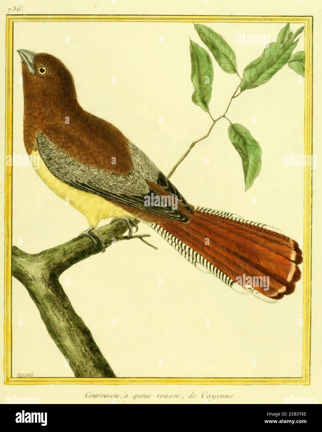 Tail displays shades hi-res stock photography and images - Alamy