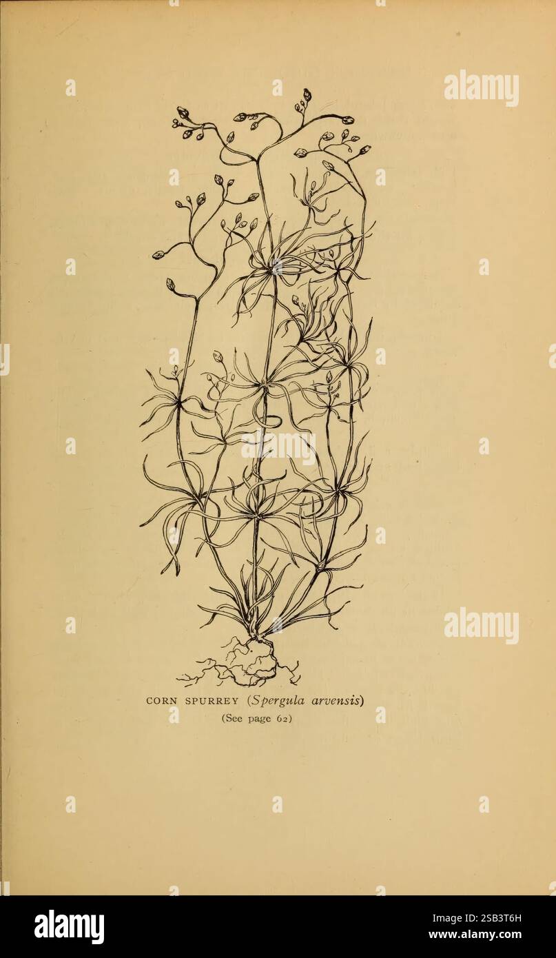 Sprawling plant displays hi-res stock photography and images - Alamy