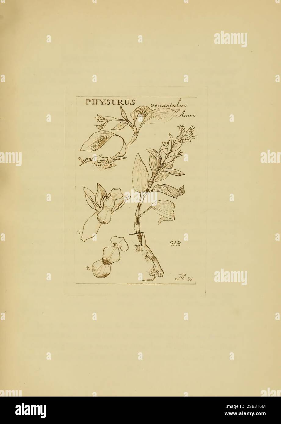 Flowers structural characteristics hi-res stock photography and images ...