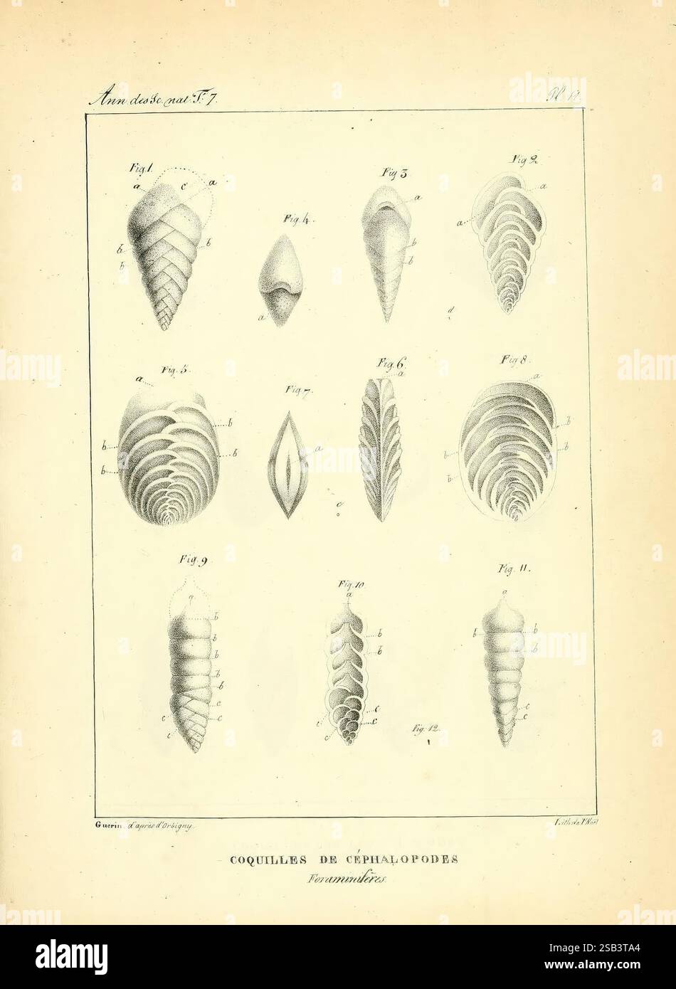 Annales des Sciences Naturelles, Paris, Crochard, cephalopods, science ...