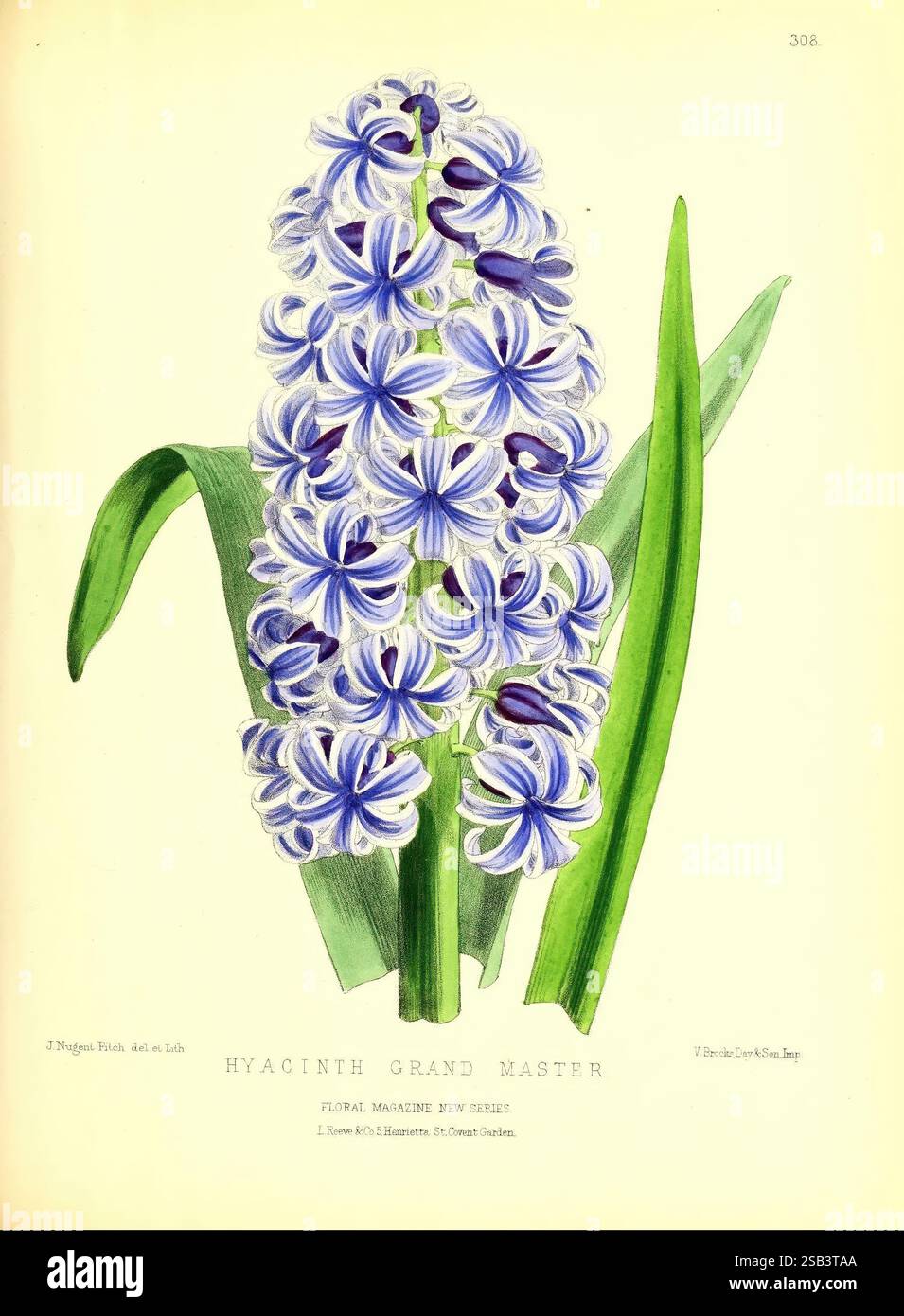 Hyacinth grand master hi-res stock photography and images - Alamy