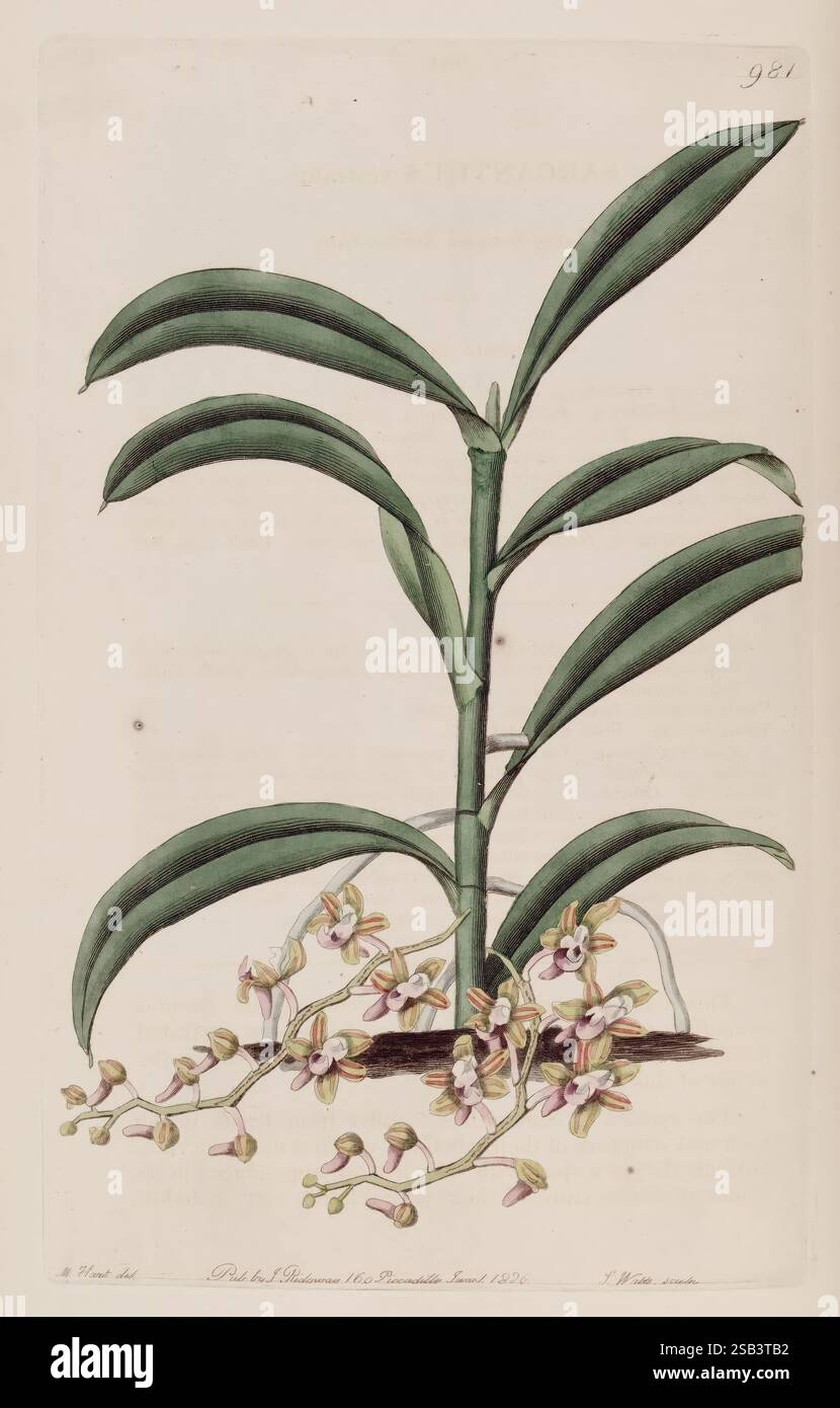 The Botanical Register, London, Printed for James Ridgway, 1815-1828 ...