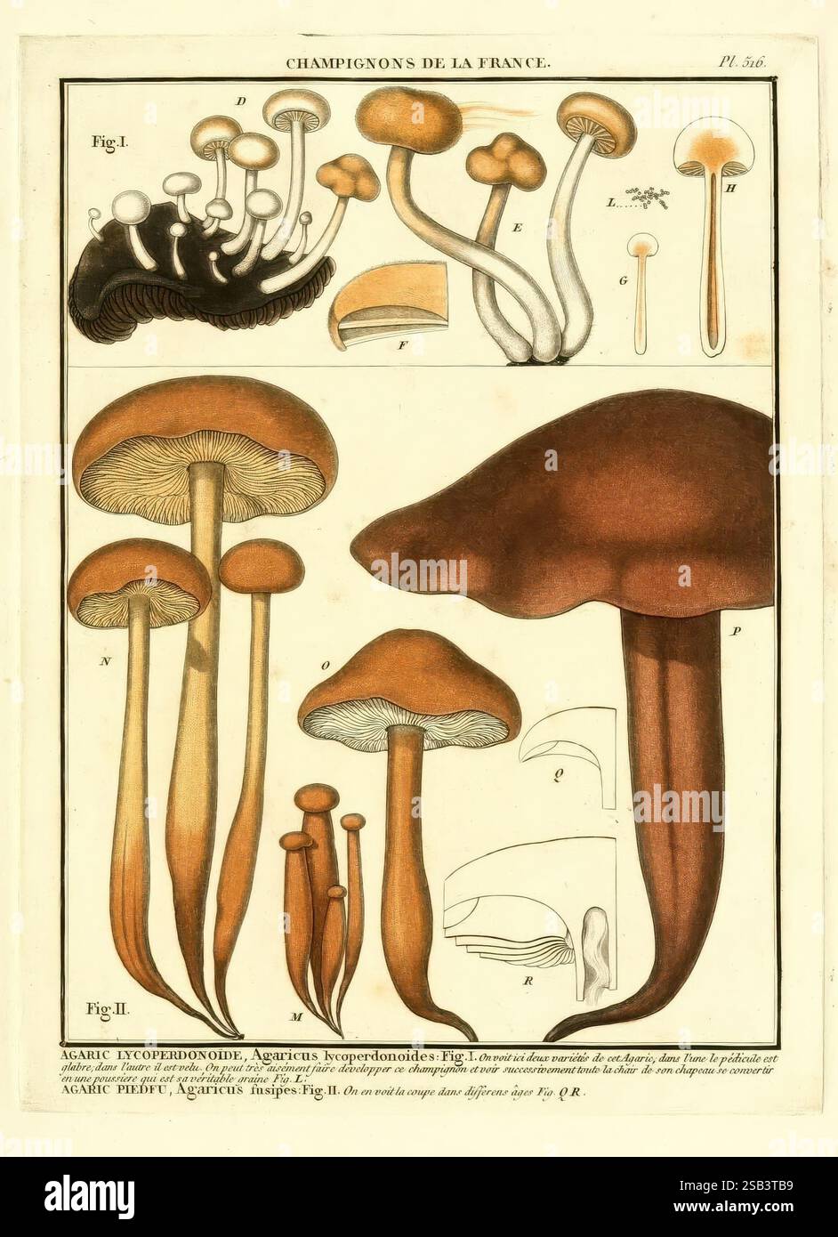Bottom section presents additional mushroom types hi-res stock ...