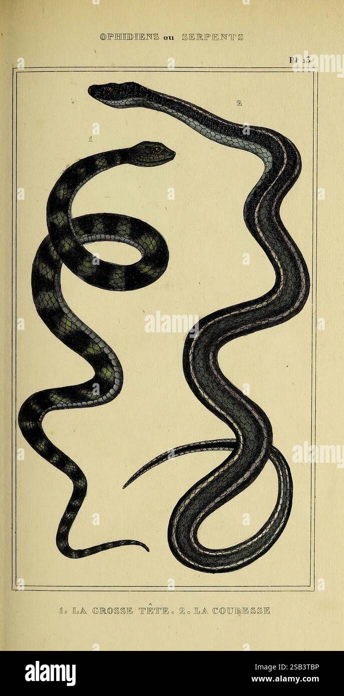 Oeuvres du comte de Lacépède, Paris, P. Duménil, 1836, natural history ...