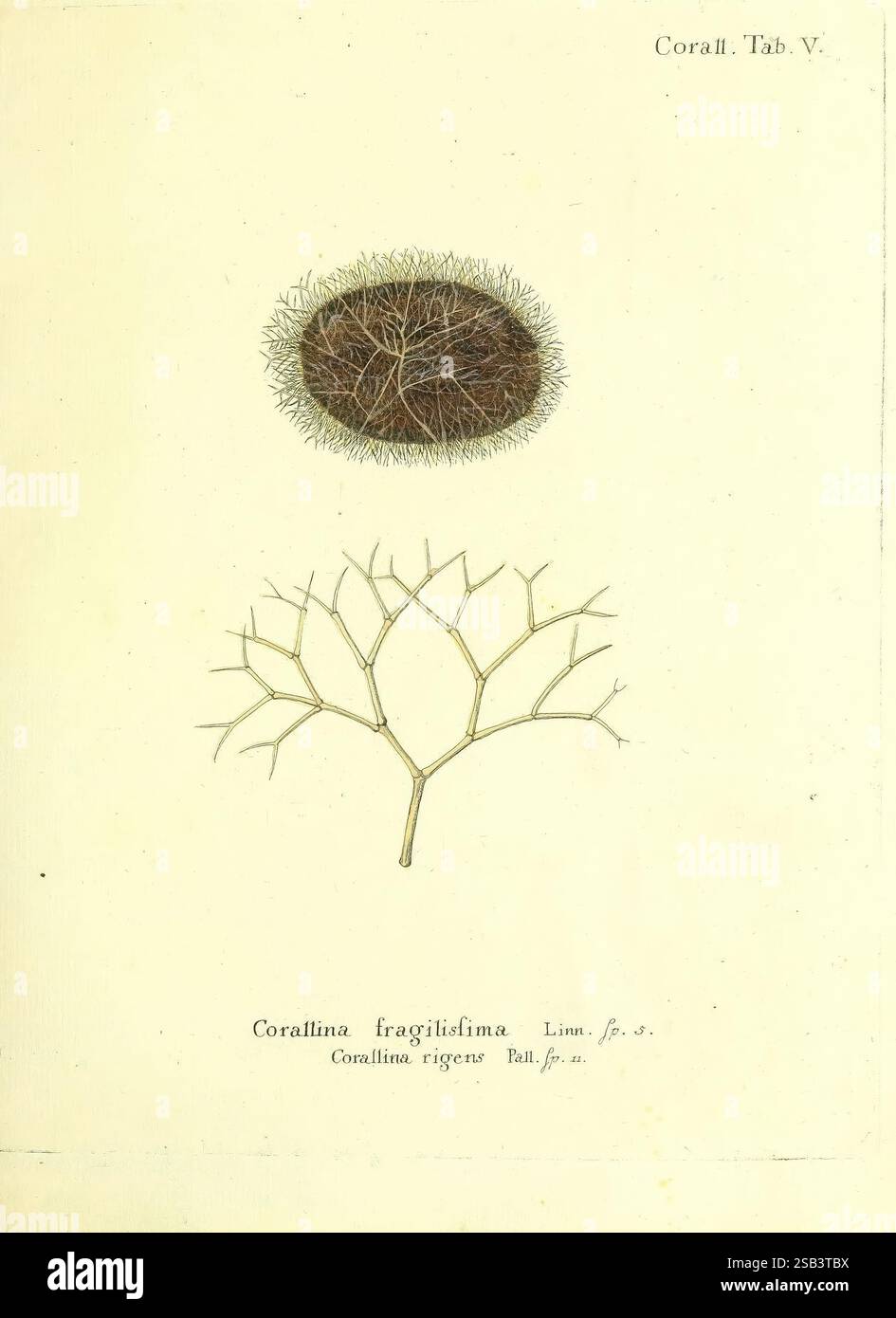 Corallina fragilissima hi-res stock photography and images - Alamy