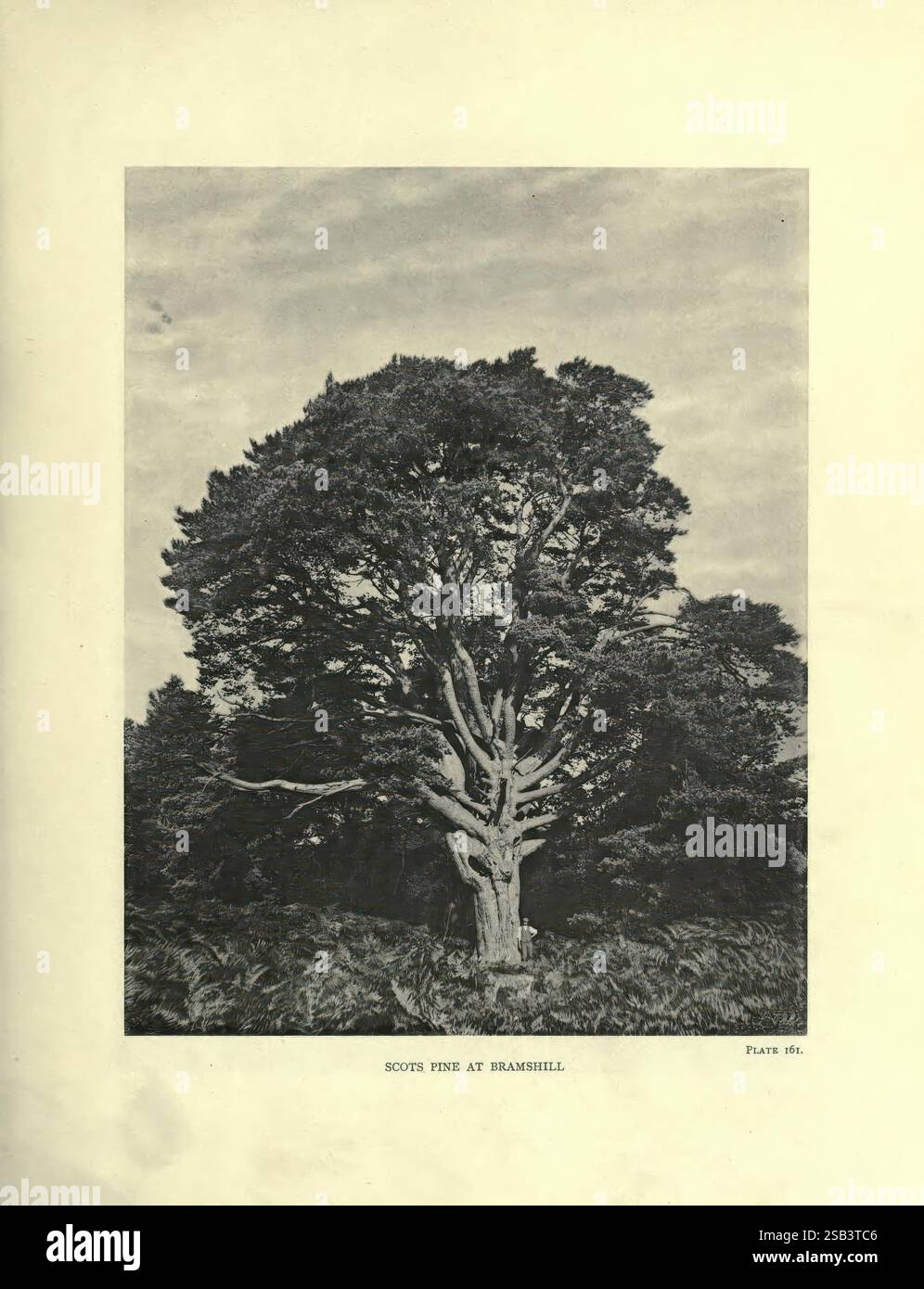 Majestic scots pine tree hi-res stock photography and images - Alamy