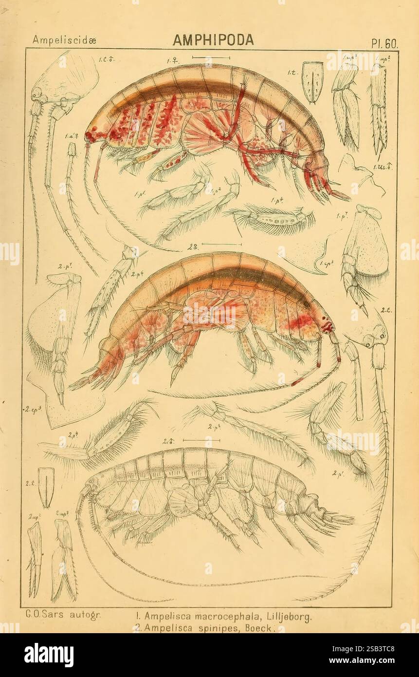An account of the Crustacea of Norway, Christiania, A. Cammermeyer ...
