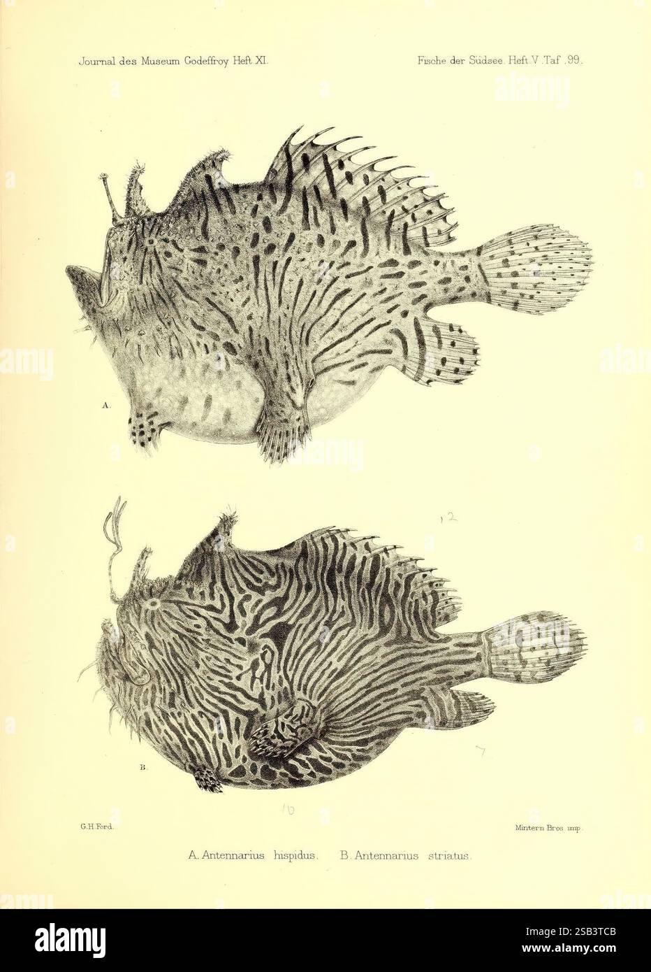 Illustrates antennarius arborescens hi-res stock photography and images ...