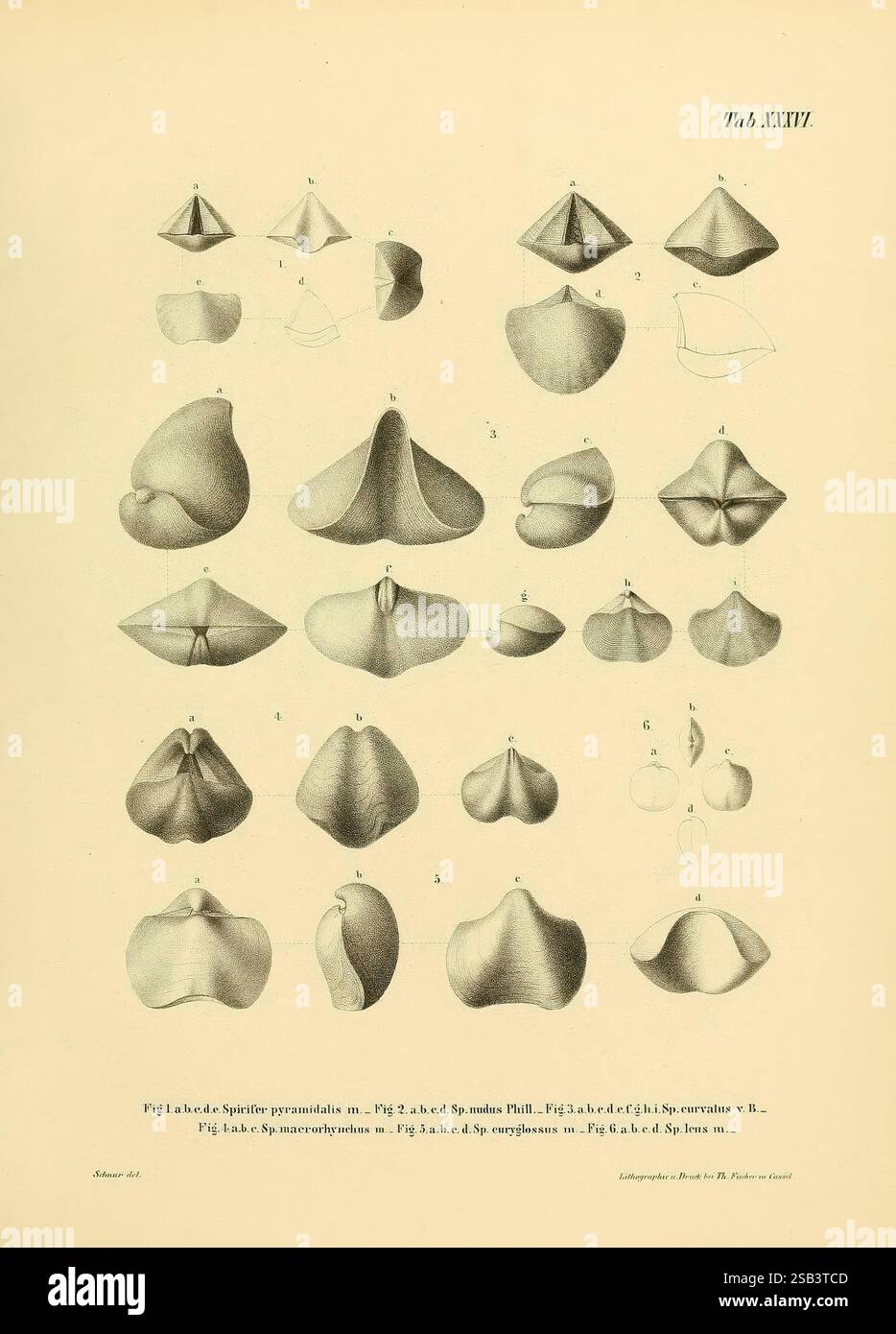 Palaeontographica, Cassel, Theodor Fischer, 1846-1933, 560643, geology ...
