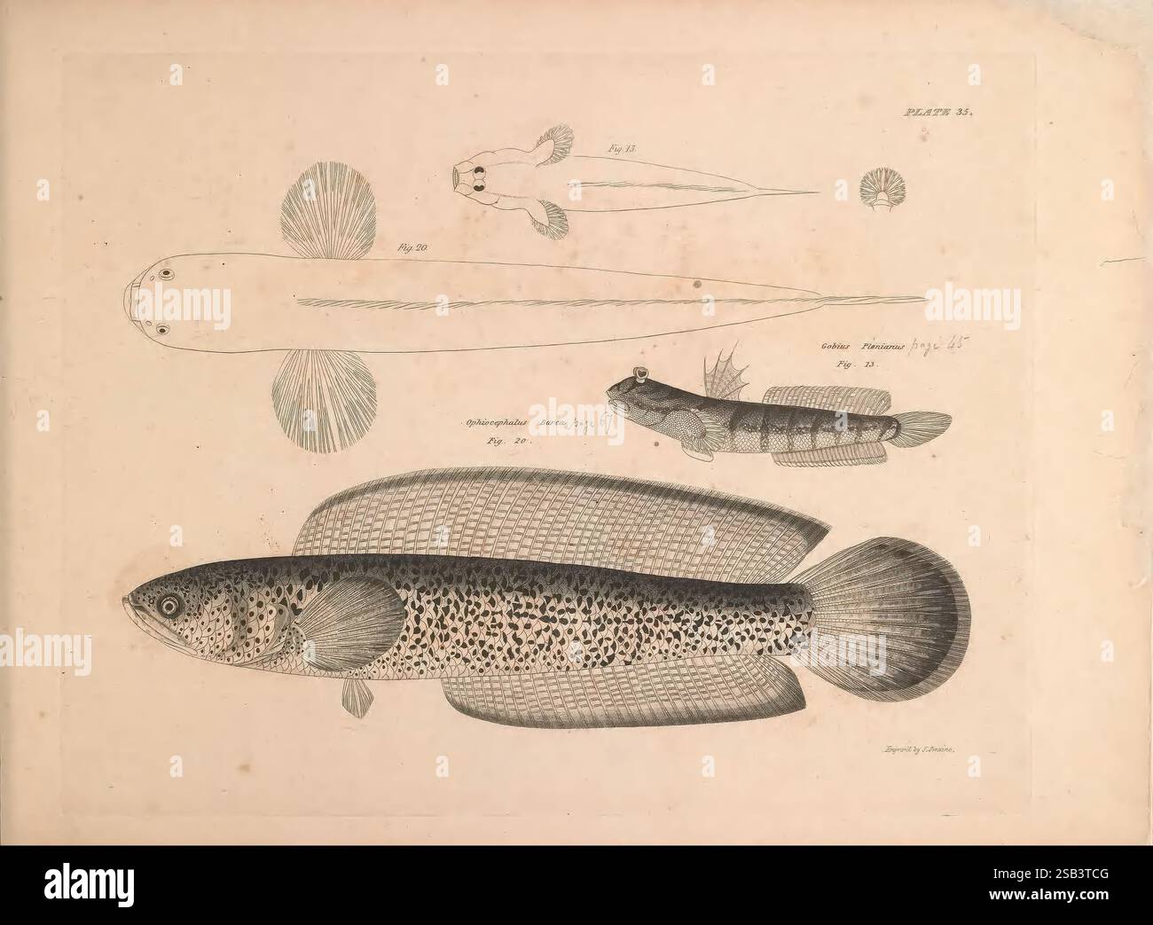 An account of the fishes found in the river Ganges and its branches ...