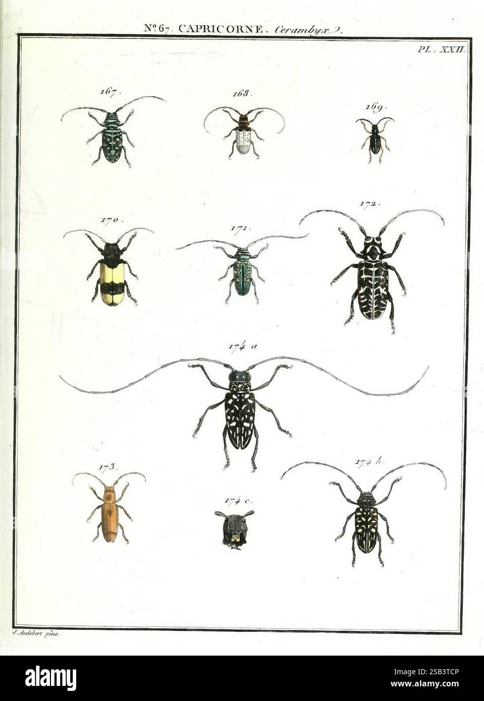 Entomologie ou Histoire naturelle des insectes Paris Imp. Baudouin 1789 ...