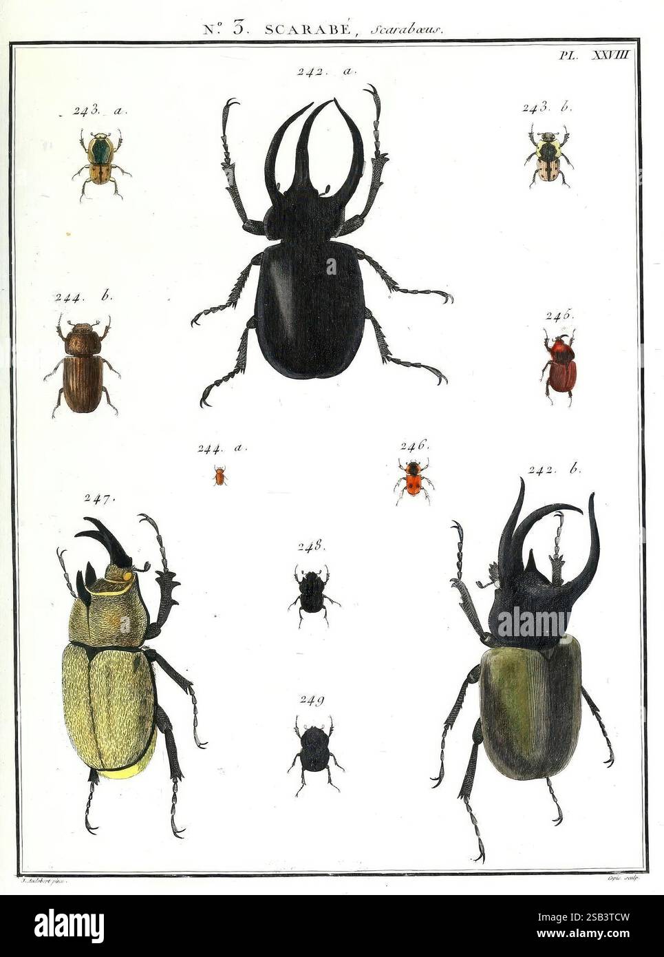 Intricately detailed scarab beetles hi-res stock photography and images ...