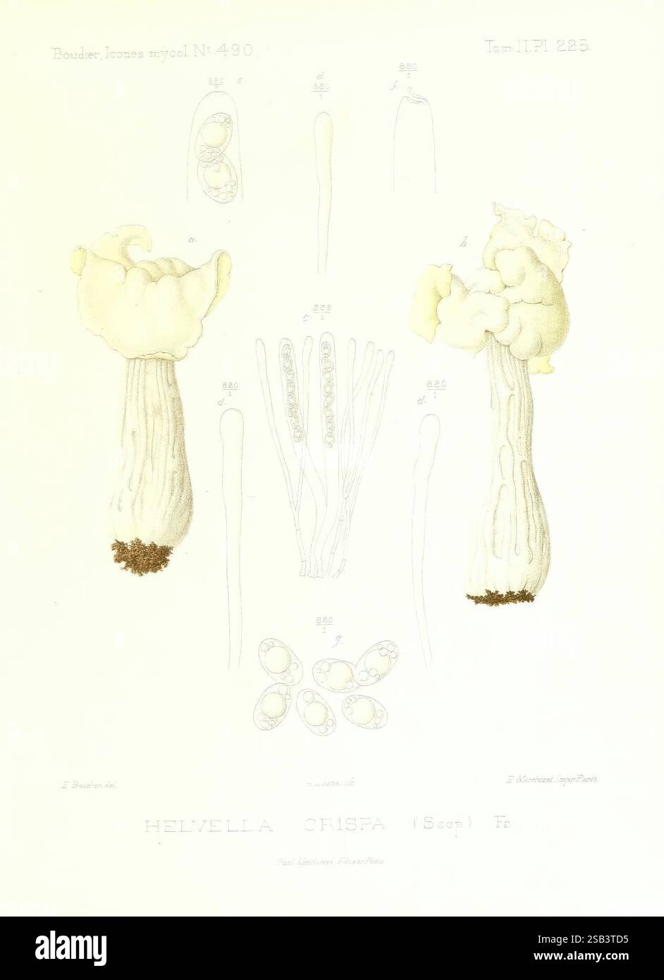 Icones mycologicæ, ou Iconographie des champignons de France ...