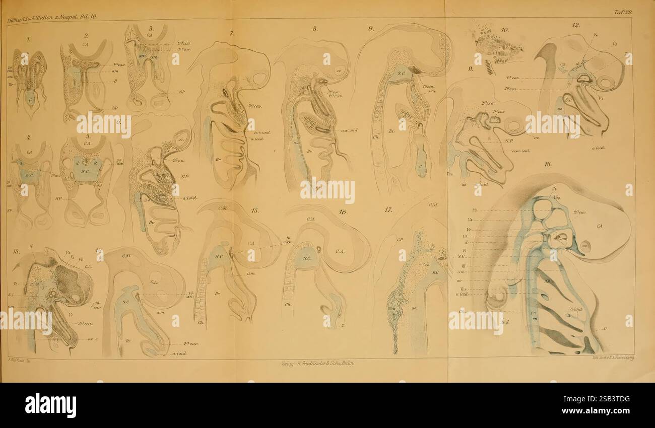 Various dissection studies hi-res stock photography and images - Alamy