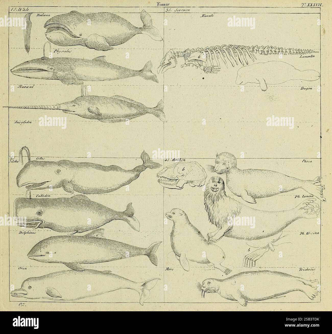 Smaller cetaceans hi-res stock photography and images - Alamy