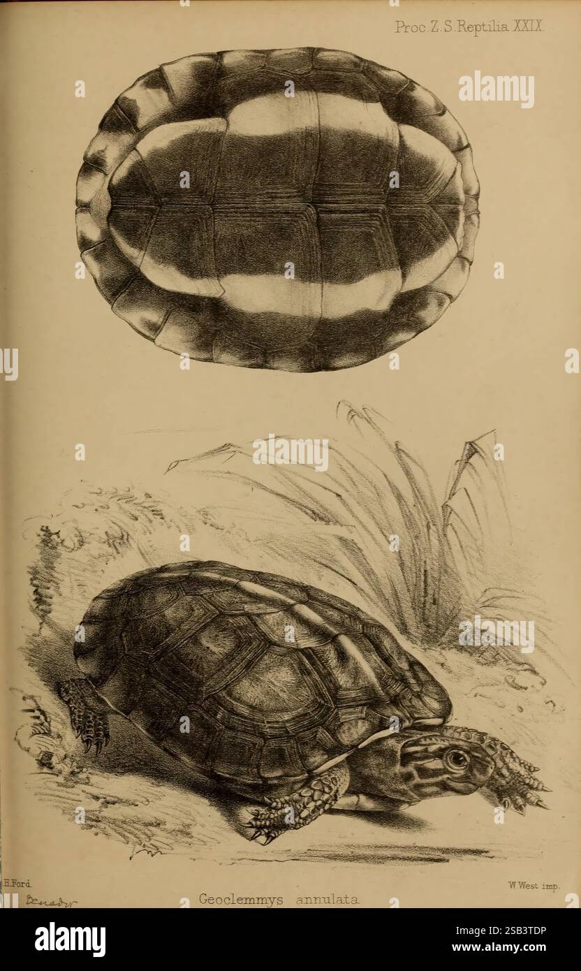 Proceedings of the Zoological Society of London, London, Academic Press ...