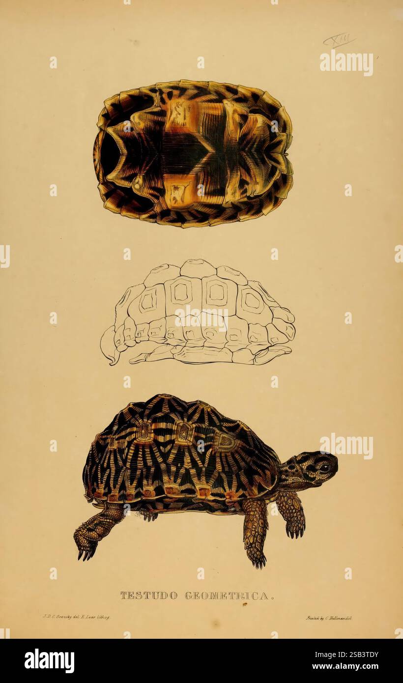 Tortoises, terrapins, and turtles, London, Paris, and Frankfurt, H ...