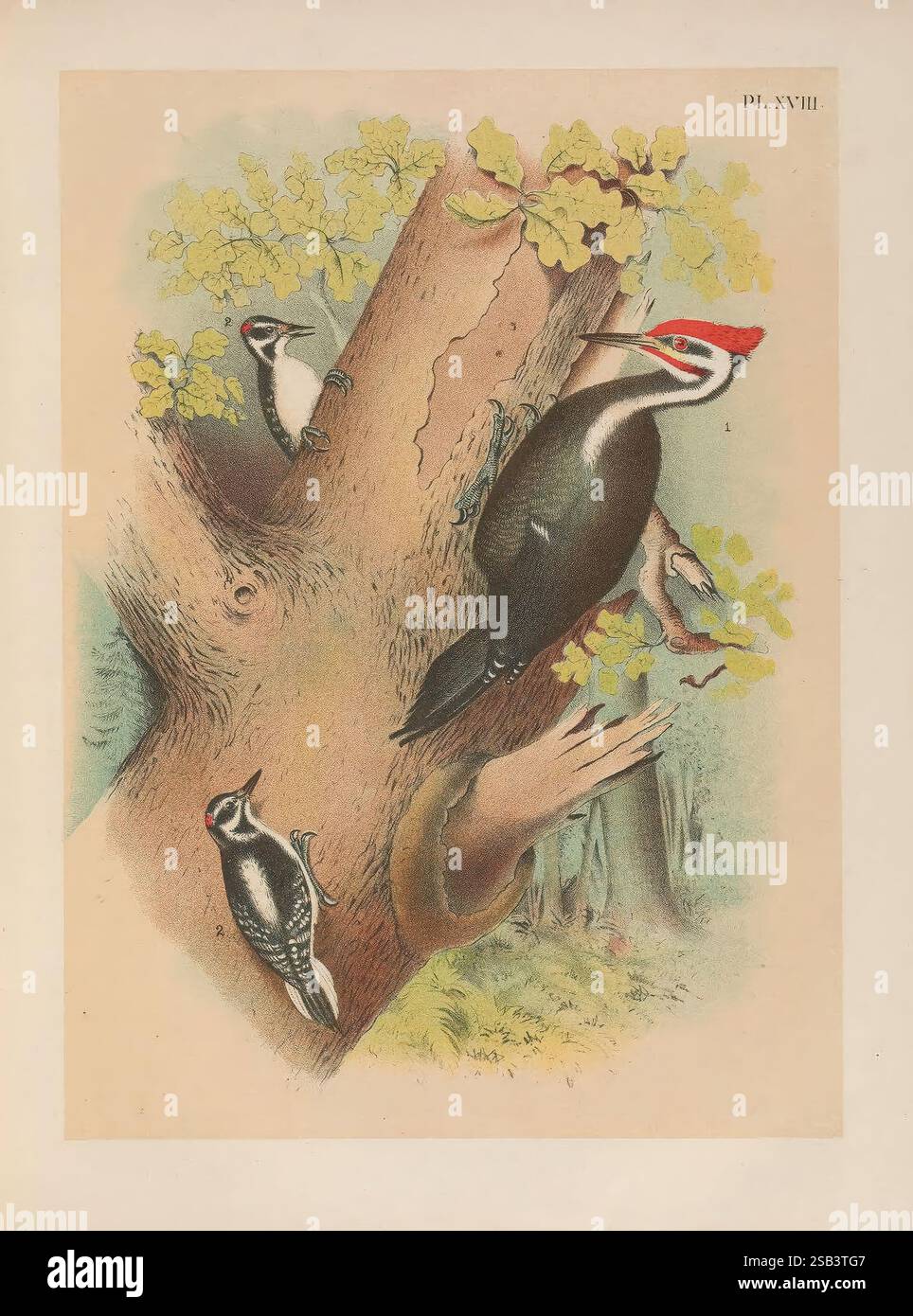 1903 birds north america pictorial works hi-res stock photography and ...