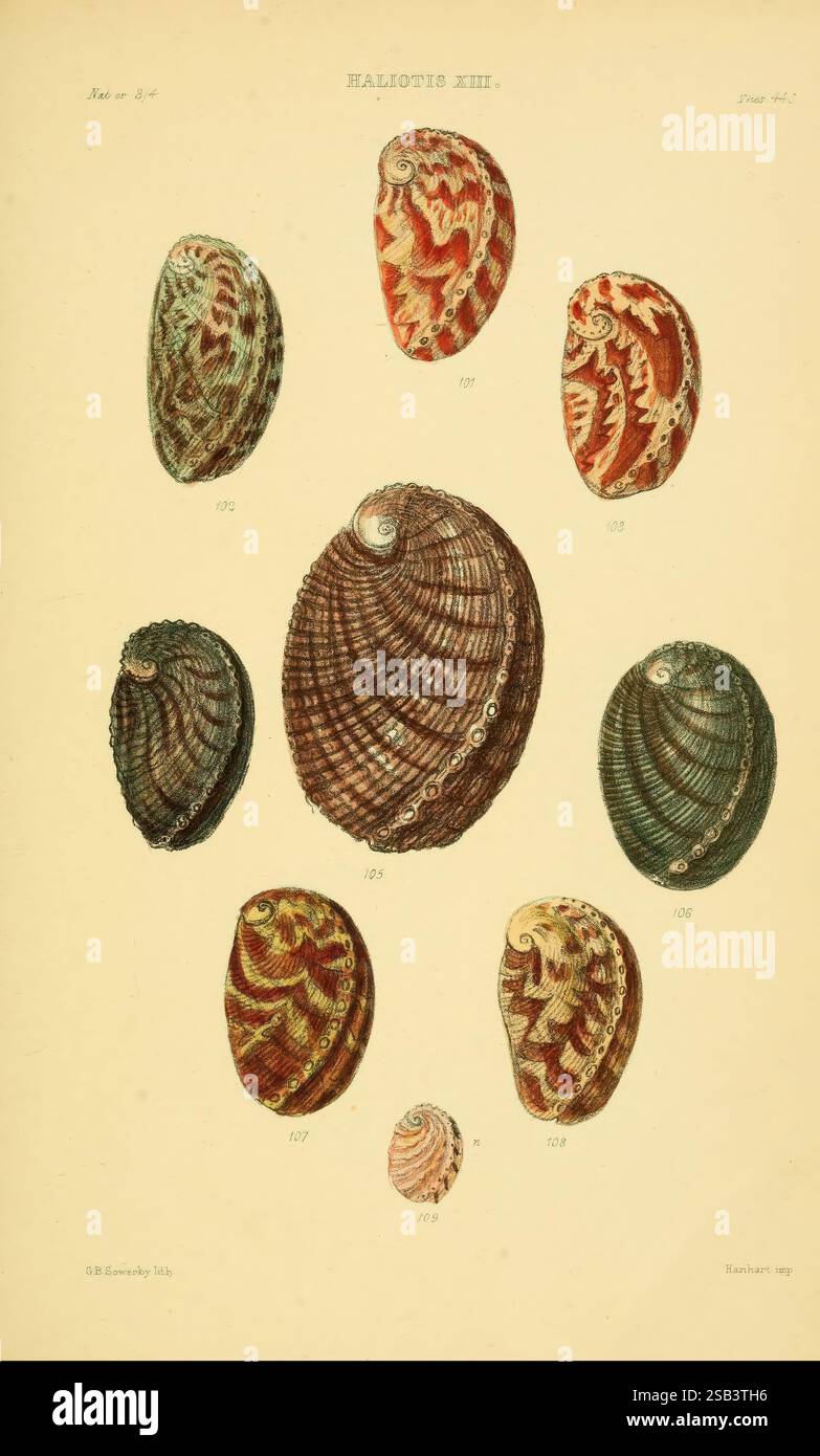 Various abalone shells hi-res stock photography and images - Alamy