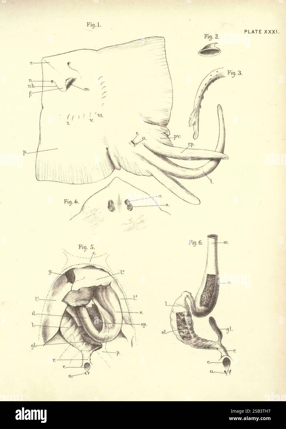 Illustrations of zoology: invertebrates & vertebrates, Edinburgh, Y.J ...