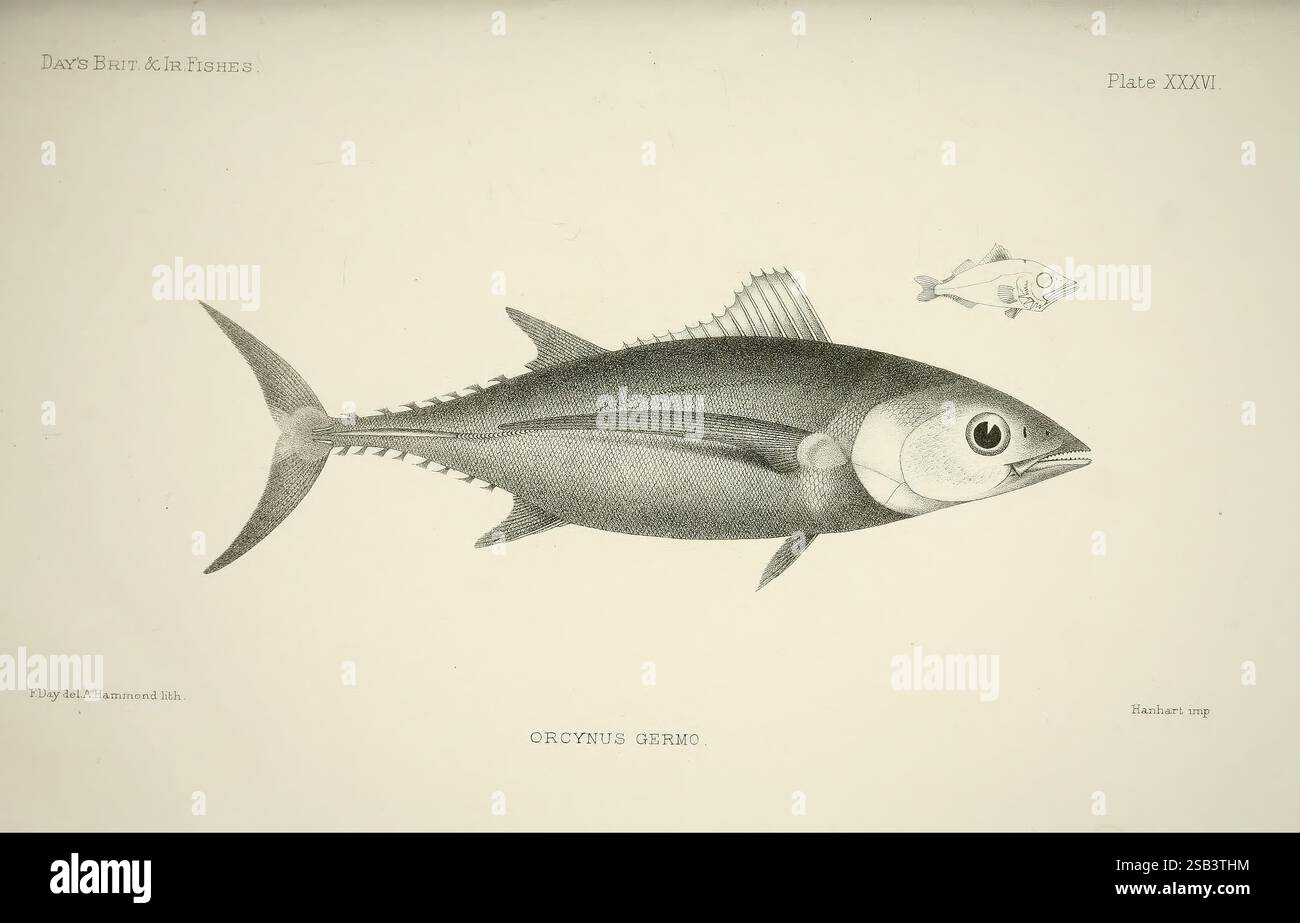 The fishes of Great Britain and Ireland, Edinburgh, 1880-1884, Great ...