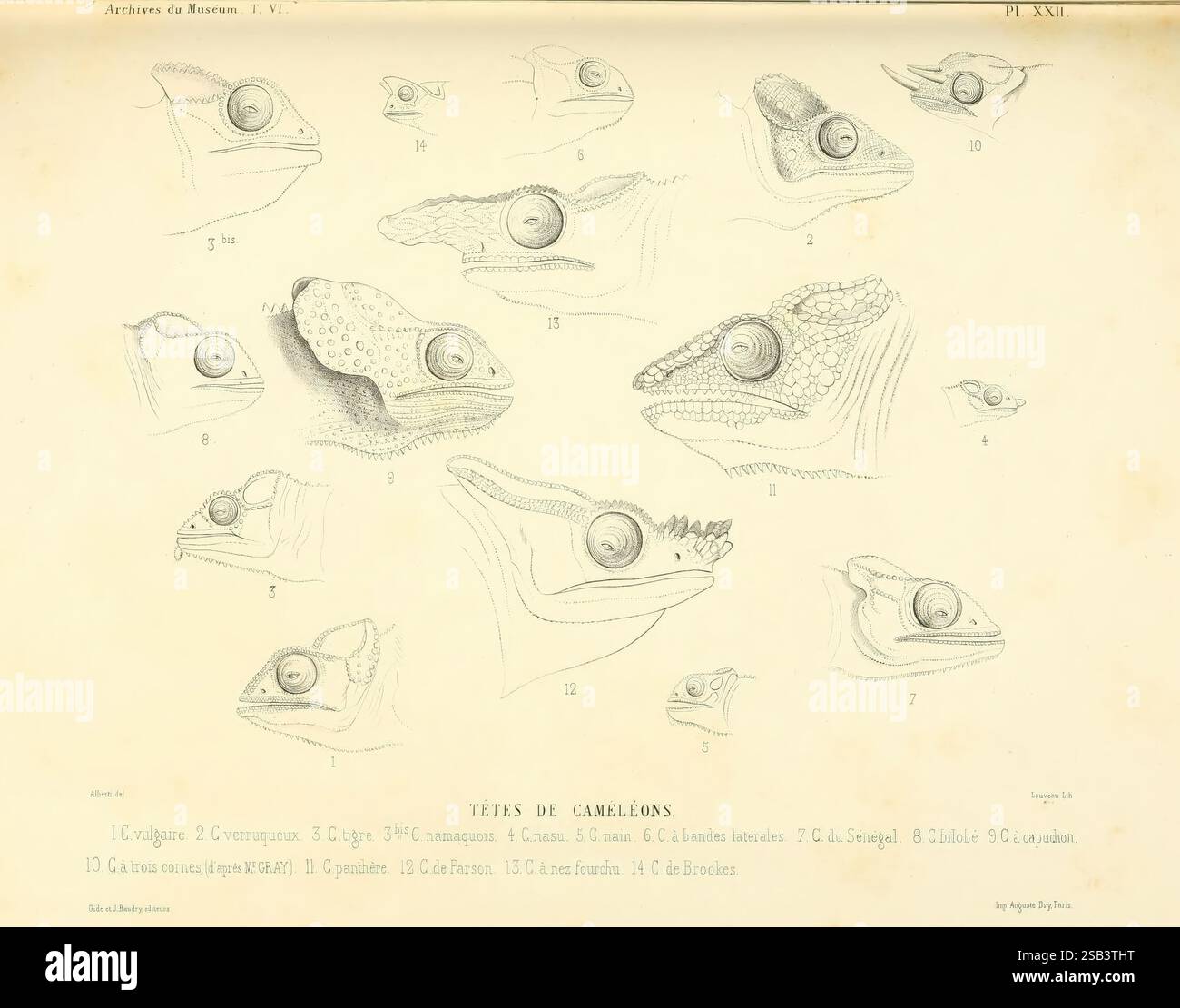 Description des reptiles nouveaux ou imparfaitement connus de la ...