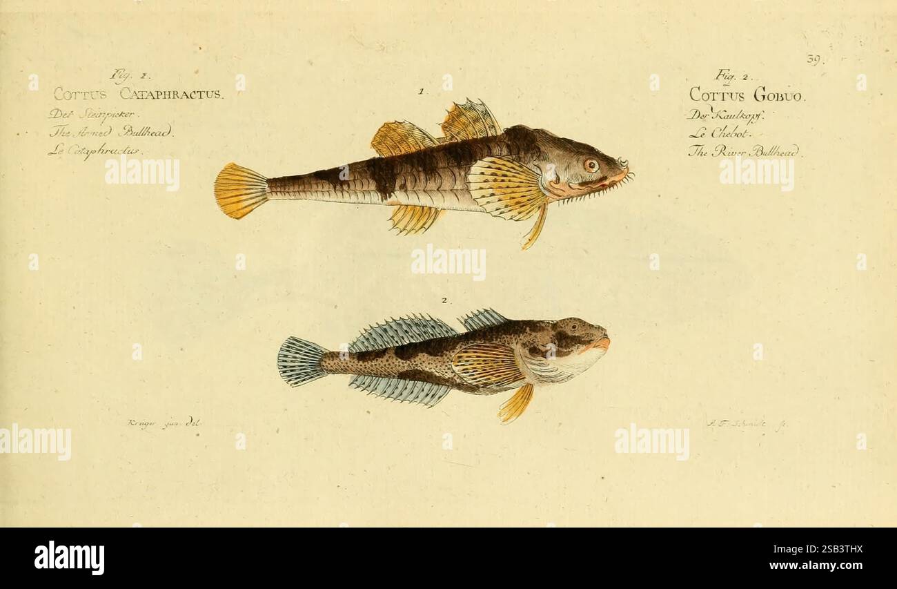 Different coloration scheme hi-res stock photography and images - Alamy