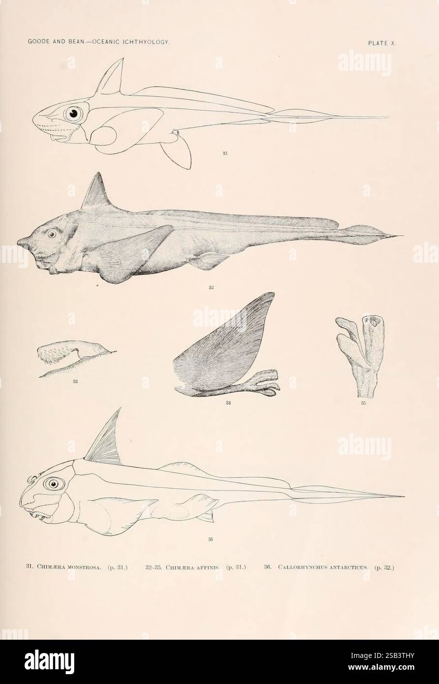 Oceanic, ichthyology, v.22, atlas, Cambridge, U.S.A, 1896, Atlantic ...