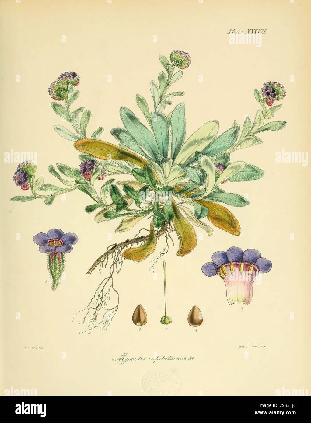 The botany of the Antarctic voyage of H.M. discovery ships Erebus and ...