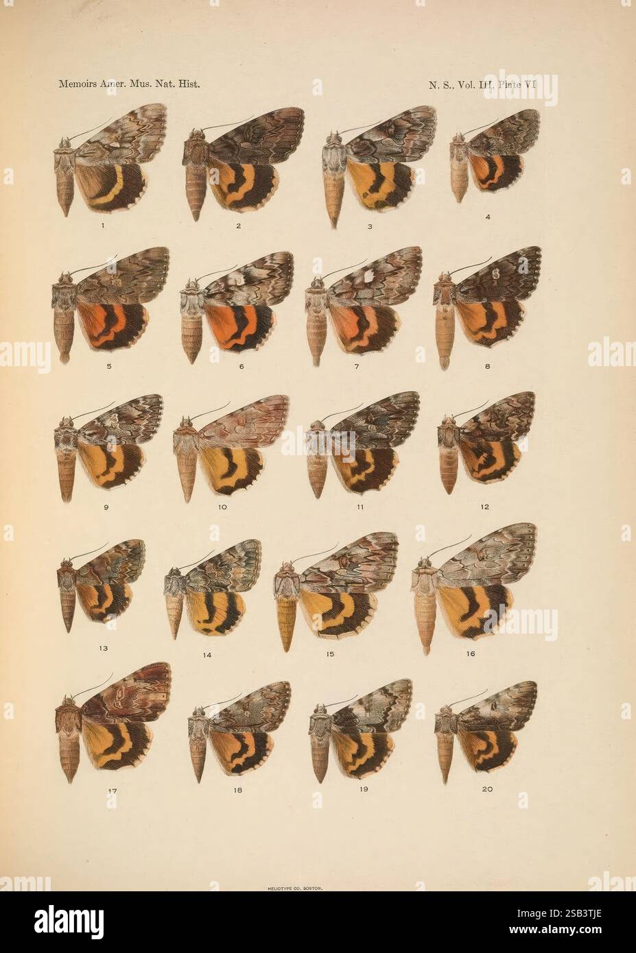 Illustrations of the North American species of the genus Catocala, New ...