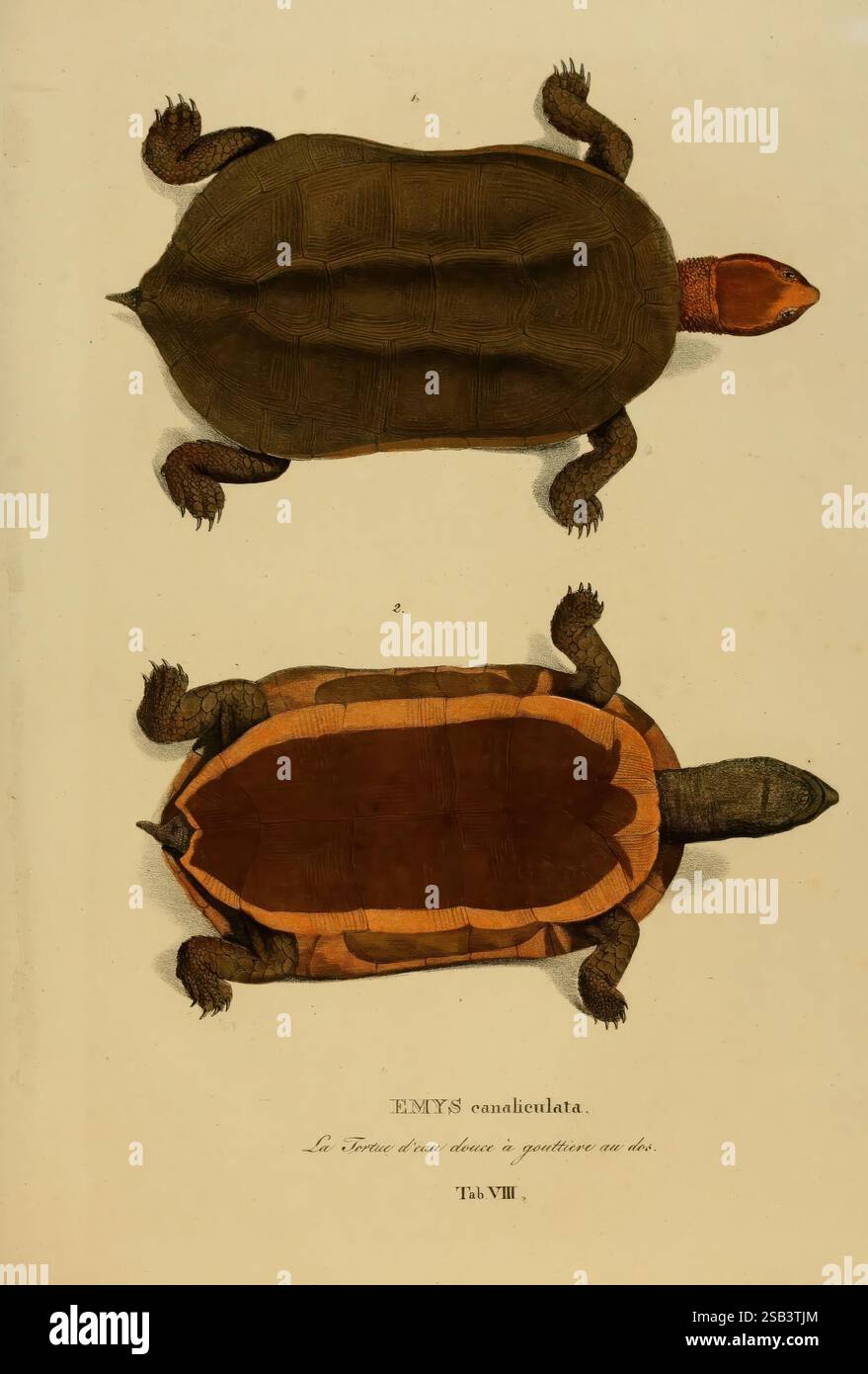 Burnt orange hues hi-res stock photography and images - Alamy