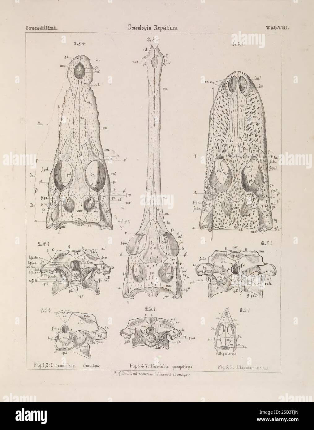 Complexity of amphibian cranial anatomy hi-res stock photography and ...