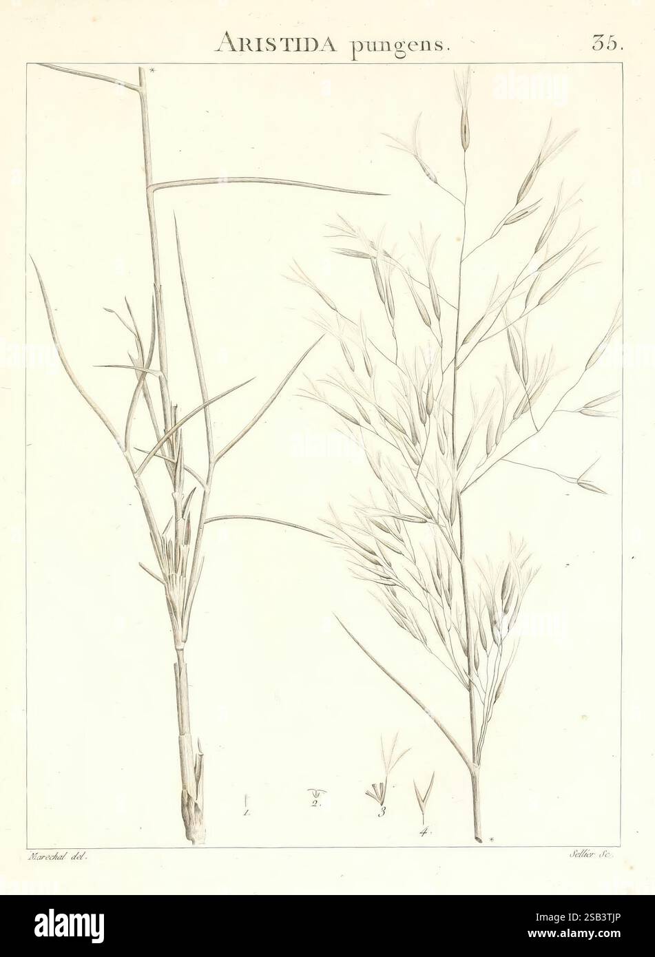 Aristida pungens hi-res stock photography and images - Alamy