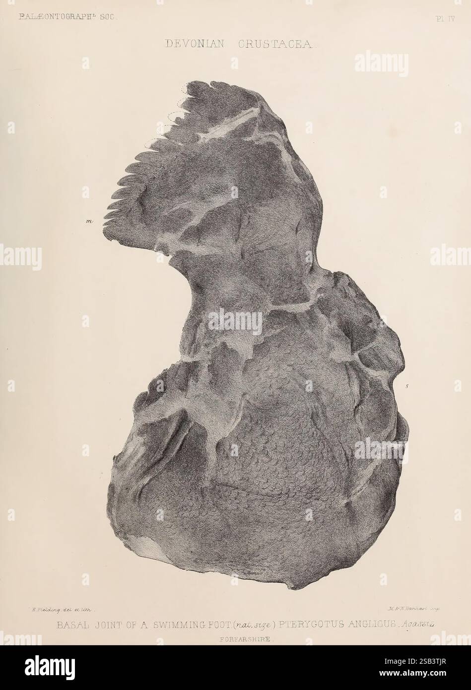 Basal joint hi-res stock photography and images - Alamy