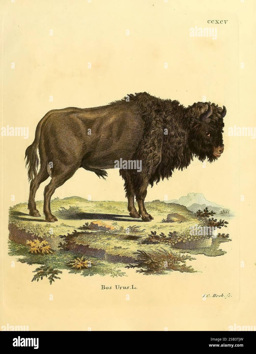 Bos urus l hi-res stock photography and images - Alamy