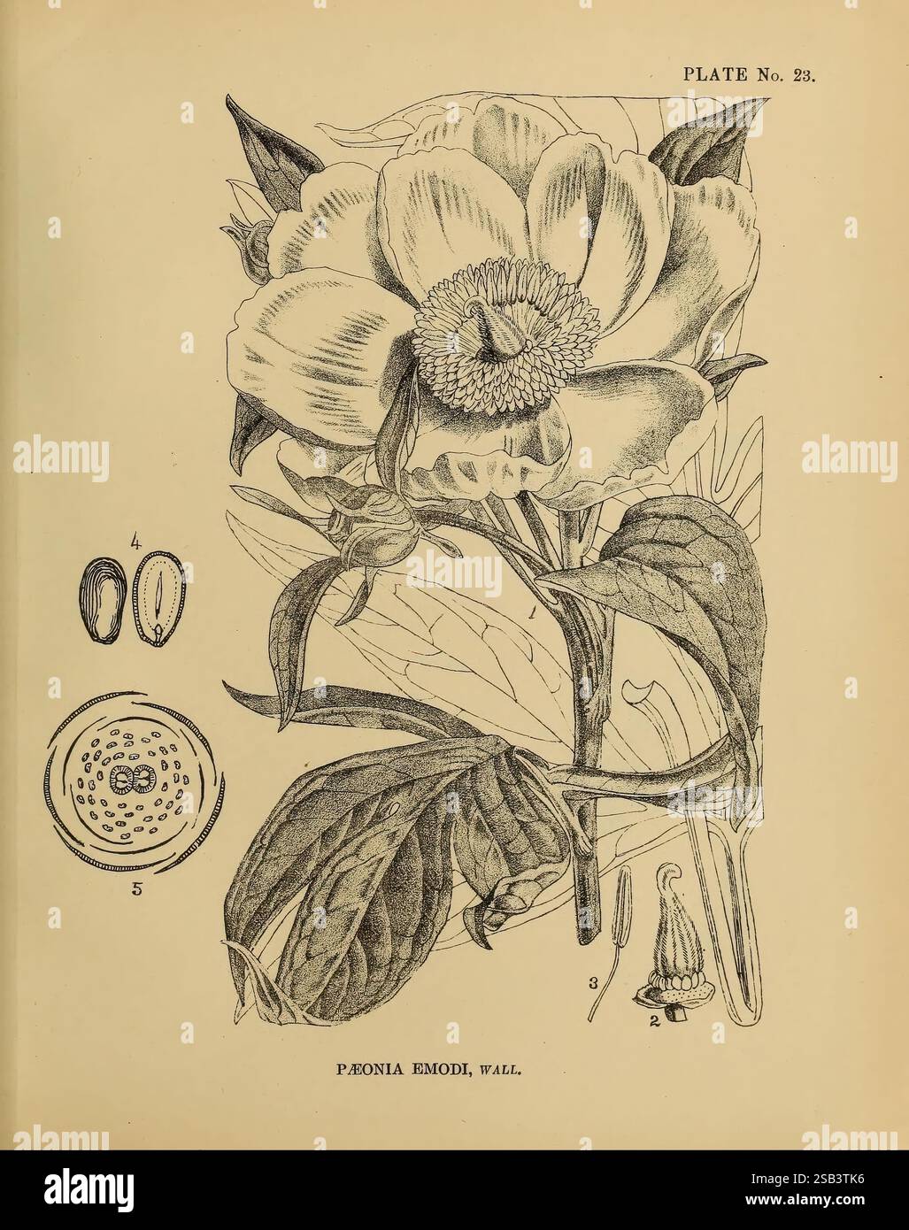 Indian medicinal plants, Bahadurganj, India, Sudhindra Nath Basu ...