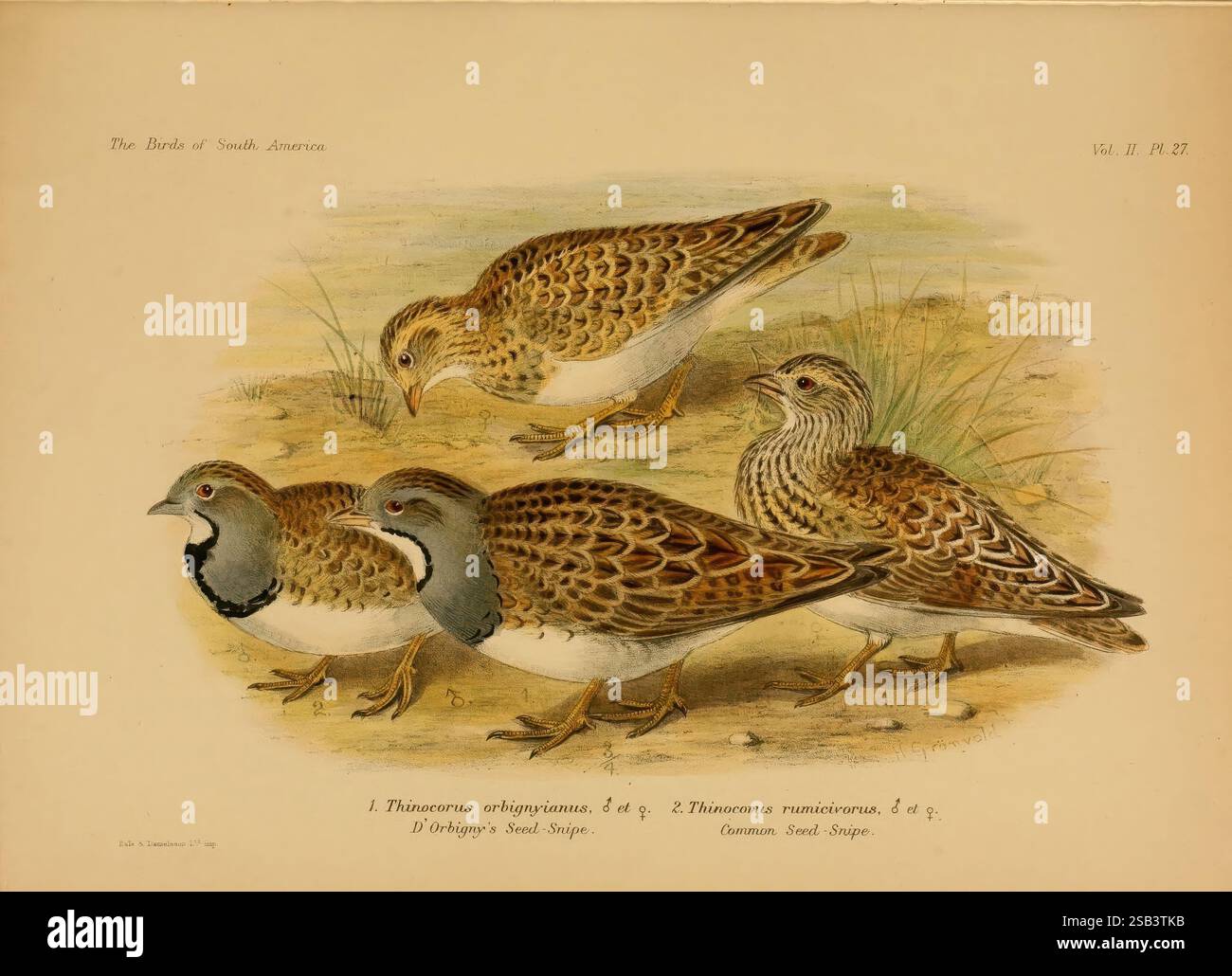 Detailed illustration of four different species of birds hi-res stock ...