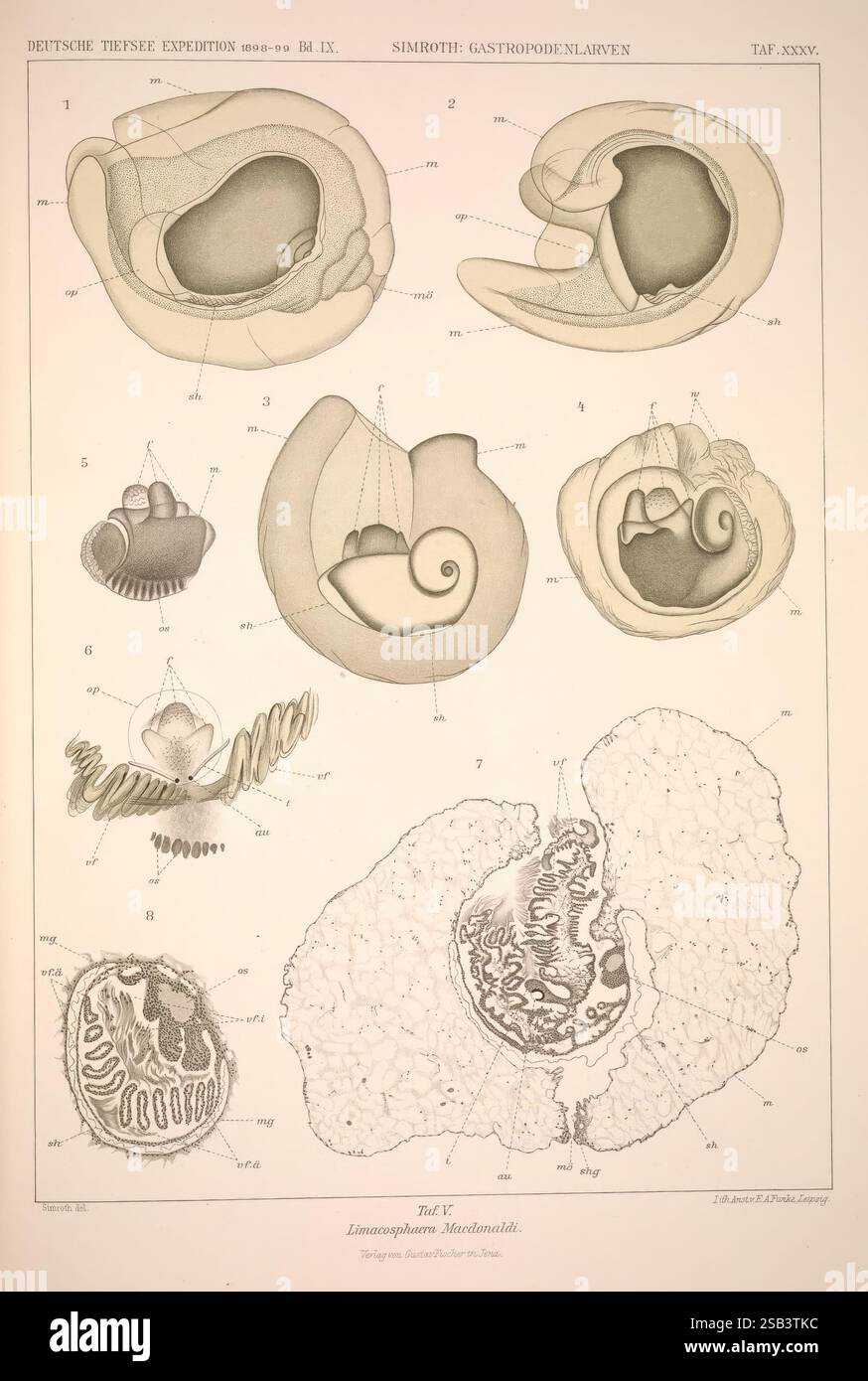 Gastropoden laiche und Gastropoden larven der Deutschen Tiefsee ...