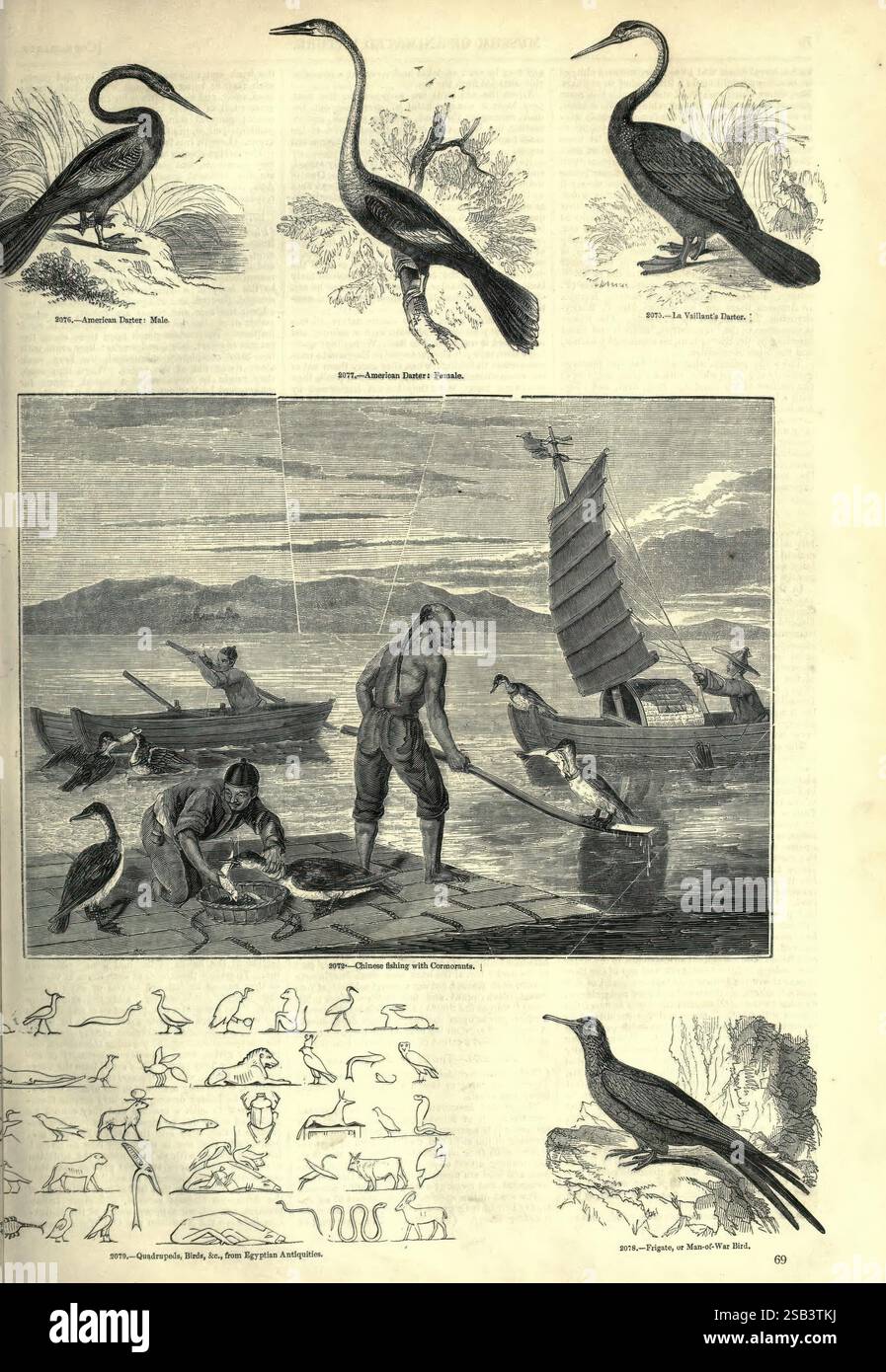 Bottom showcase additional bird species hi-res stock photography and ...