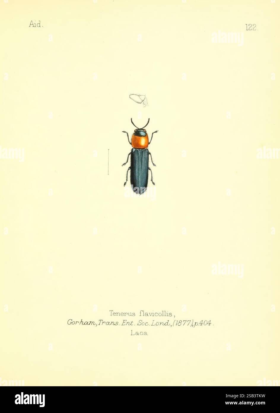 Beetle species tenerus flavicollis hi-res stock photography and images ...