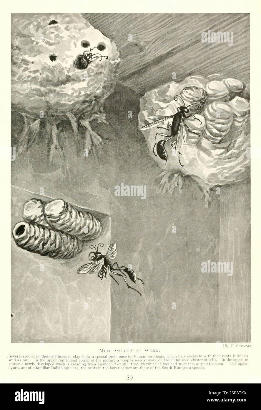 Marvels of Insect Life, New York, R. M. McBride, 1916, Wasp, Insects ...