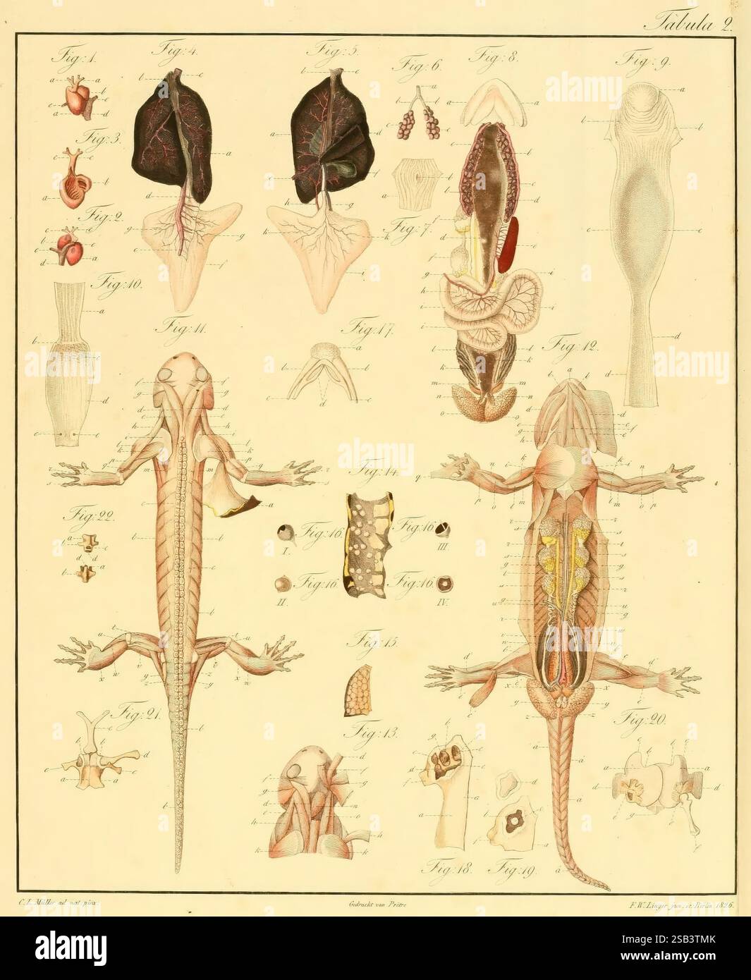 Detailed depictions of specific organs hi-res stock photography and images - Alamy